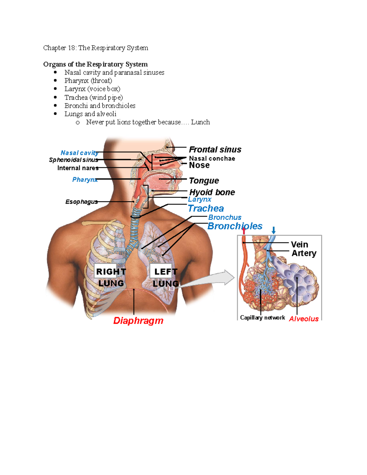 Chapter 18 - Chapter 18: The Respiratory System Organs of the ...