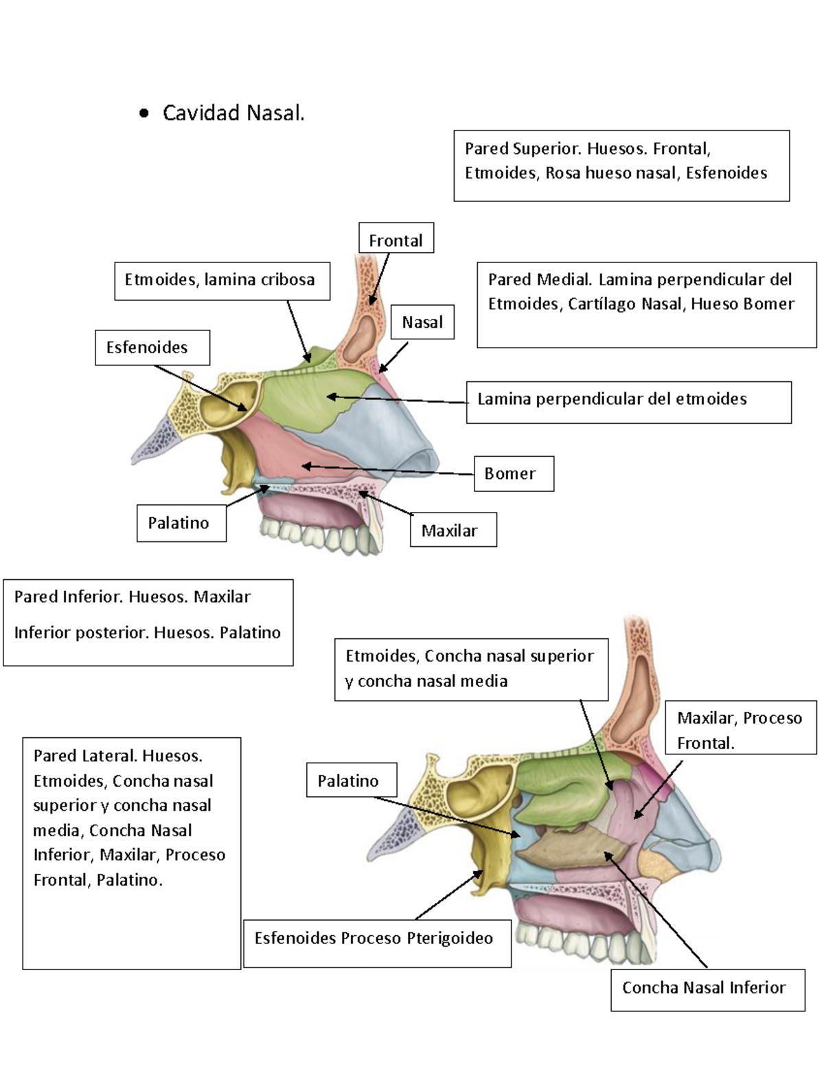 Cavidad Nasal - Sistema Respiratorio Anatomía. Descripción y posición ...