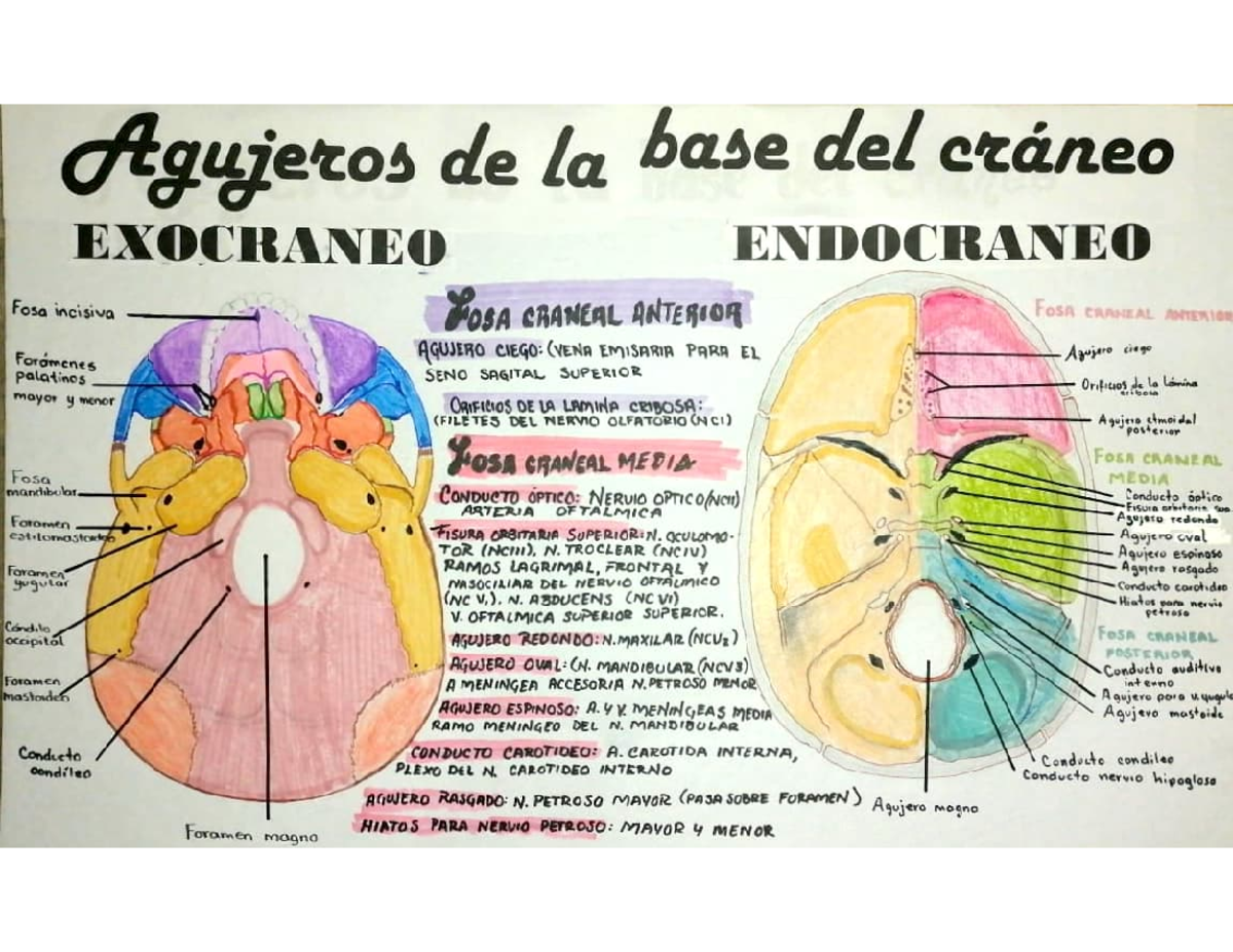 Agujeros DE LA BASE DEL Craneo - Anatomía - Studocu
