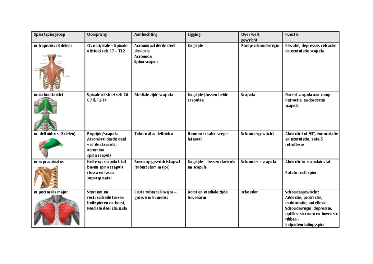 Spierlijst praktijk MIB - Spier/Spiergroep Oorsprong Aanhechting ...