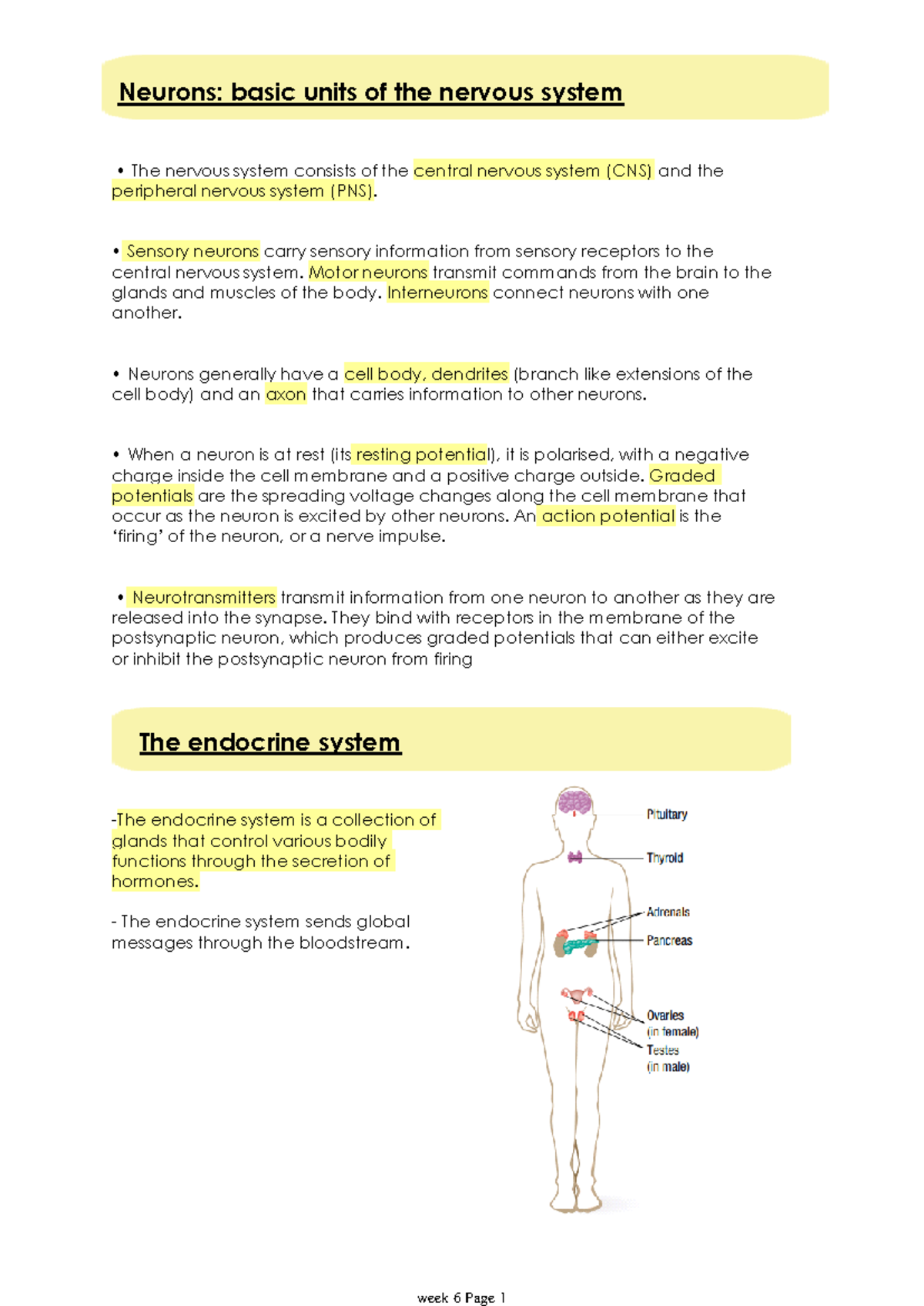 Week 6 - Neurons - The nervous system consists of the central nervous ...