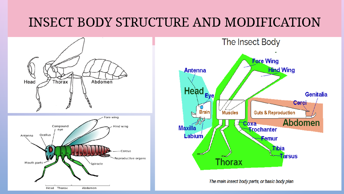 Unit 2 - INSECT BODY STRUCTURE AND MODIFICATION INSECT ANATOMY VS ...