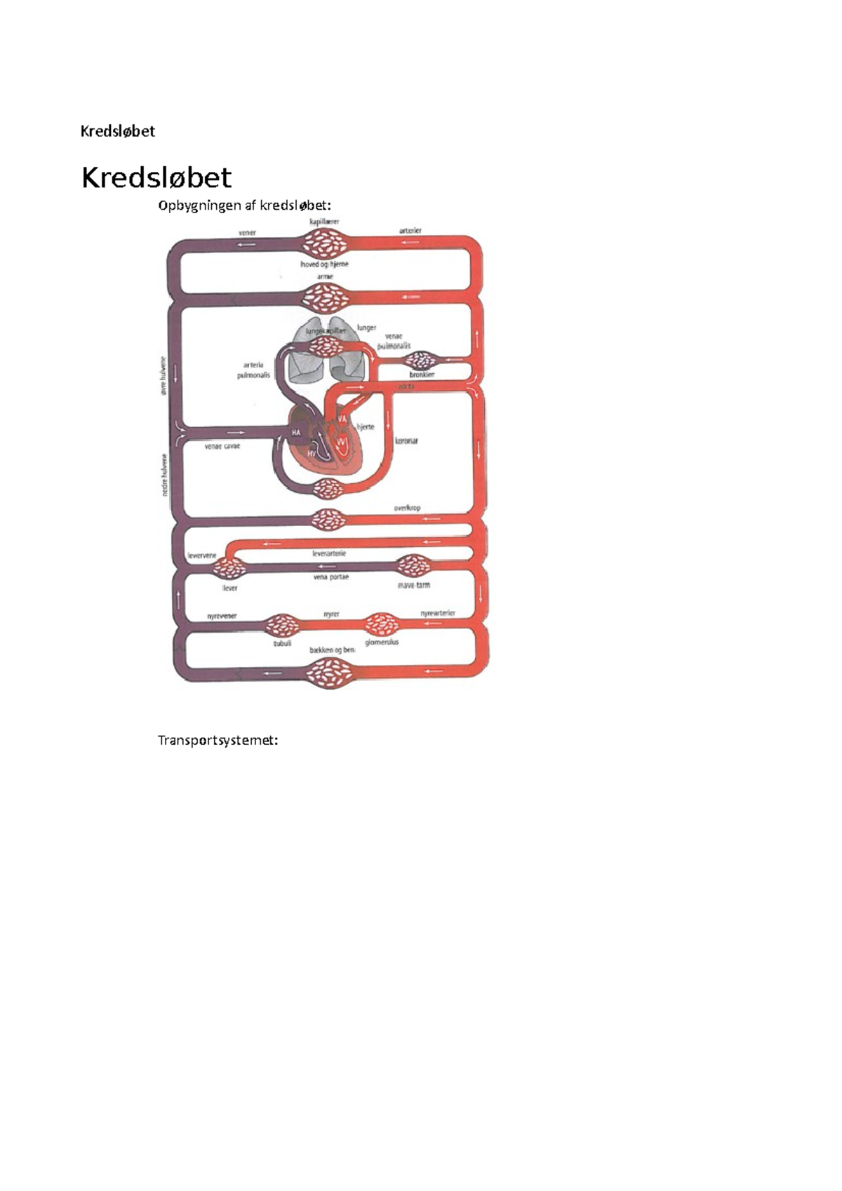 Det fysiologiske Kredsløb - Kredsløbet Kredsløbet Opbygningen af ...