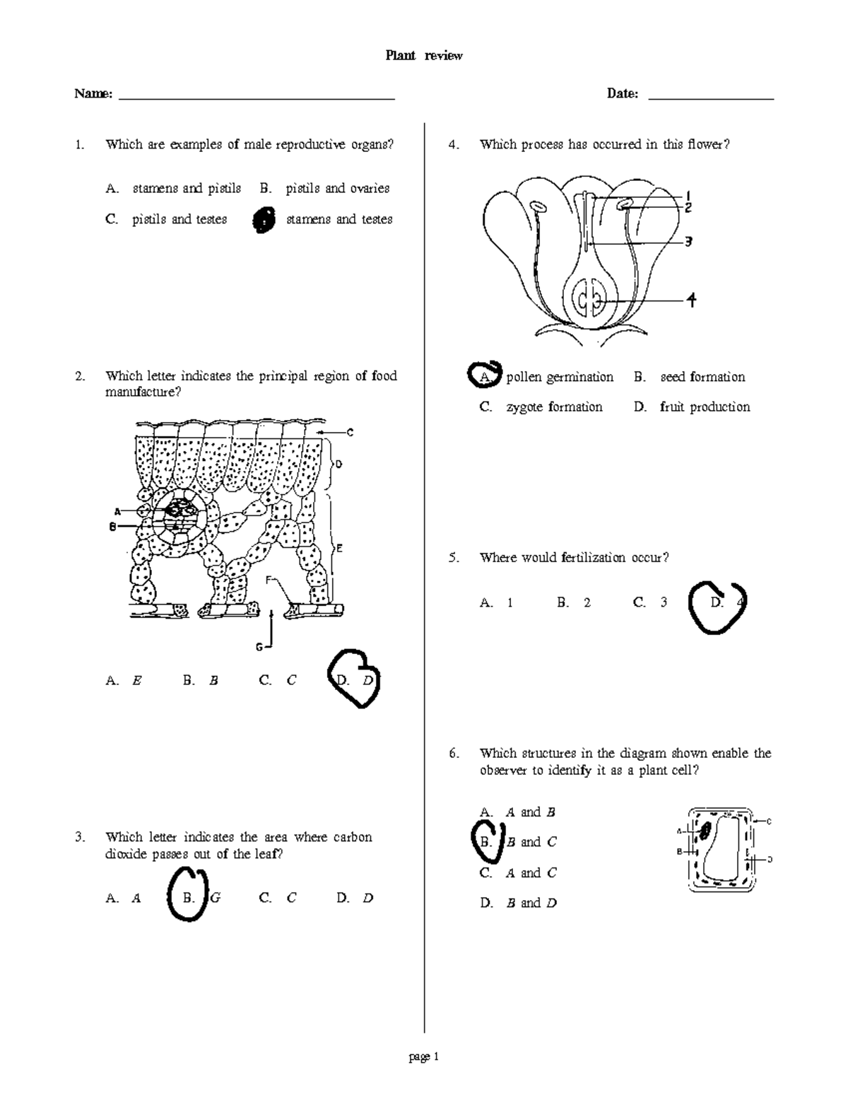 Lian Dominguez Rodriguez - Plant review - Plant review Name: Date ...