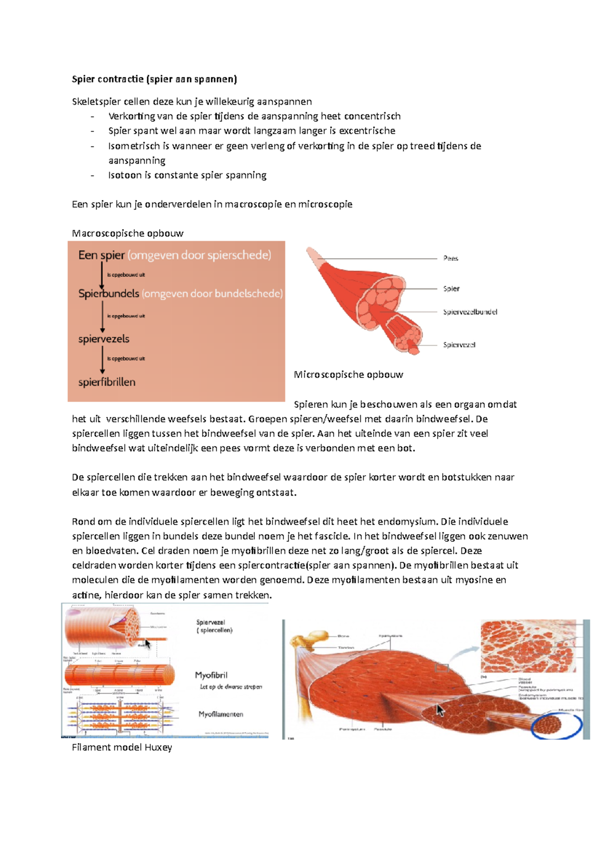 Spier contractie - biomechanica - Spier contractie (spier aan spannen ...