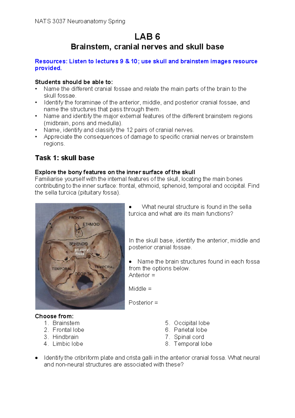 Lab 6 brainstem & CNs 2023 - NATS 3037 Neuroanatomy Spring LAB 6 Brainstem, cranial nerves and ...