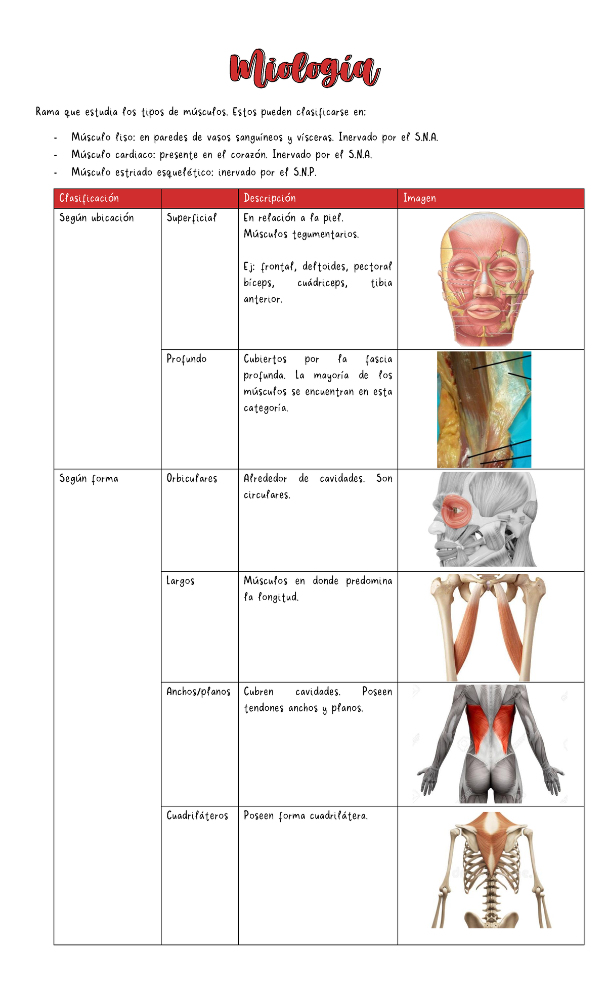 Cuadro resumen miología - Miología Rama que estudia los tipos de ...