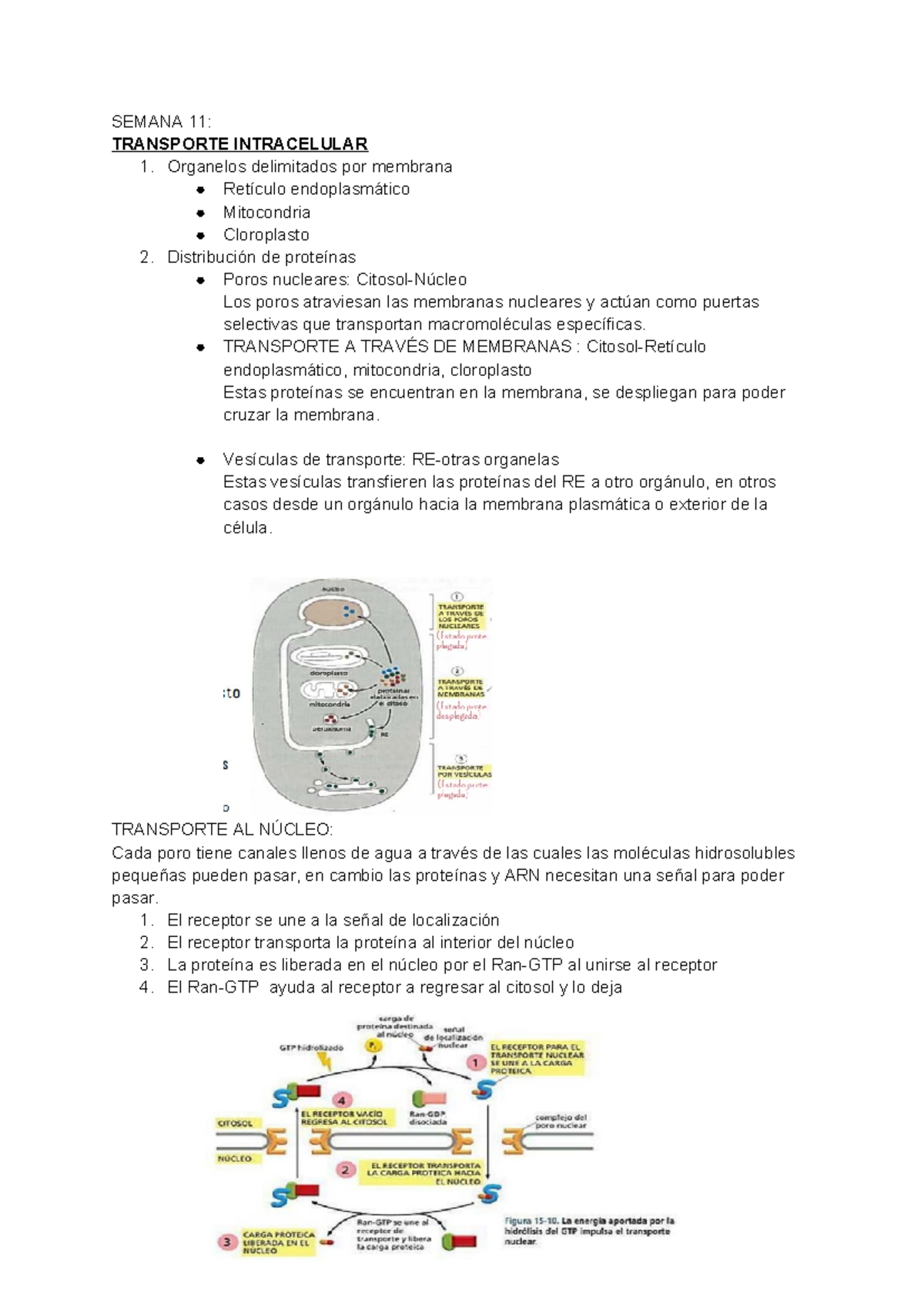 Semana 11-PB Miranda - SEMANA 11: TRANSPORTE INTRACELULAR Organelos ...