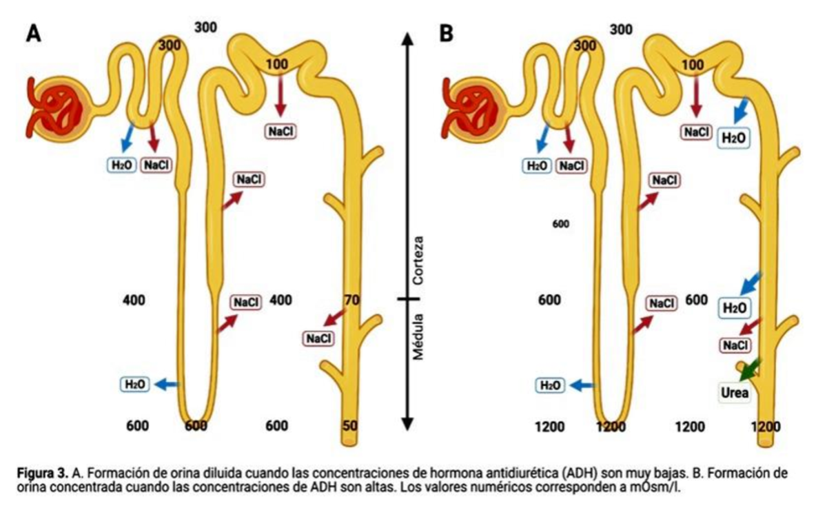 Asa de henle - Describe que son las estructuras renales y describe sus ...