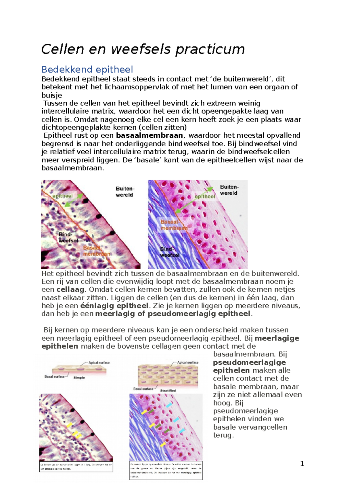 Cellen en weefsels practicum - Cellen en weefsels practicum Bedekkend ...
