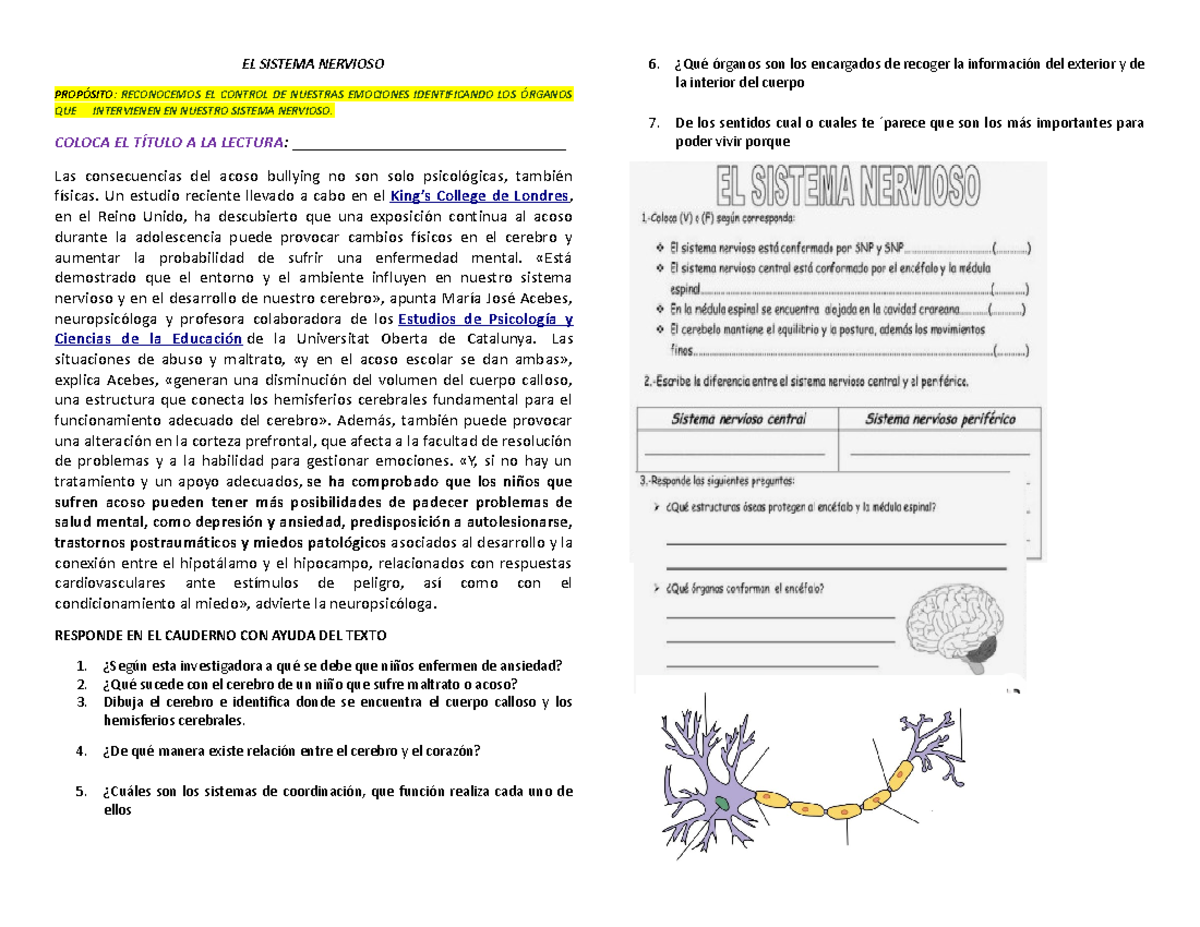 Ficha EL Sistema Nervioso - EL SISTEMA NERVIOSO PROPÓSITO: RECONOCEMOS ...