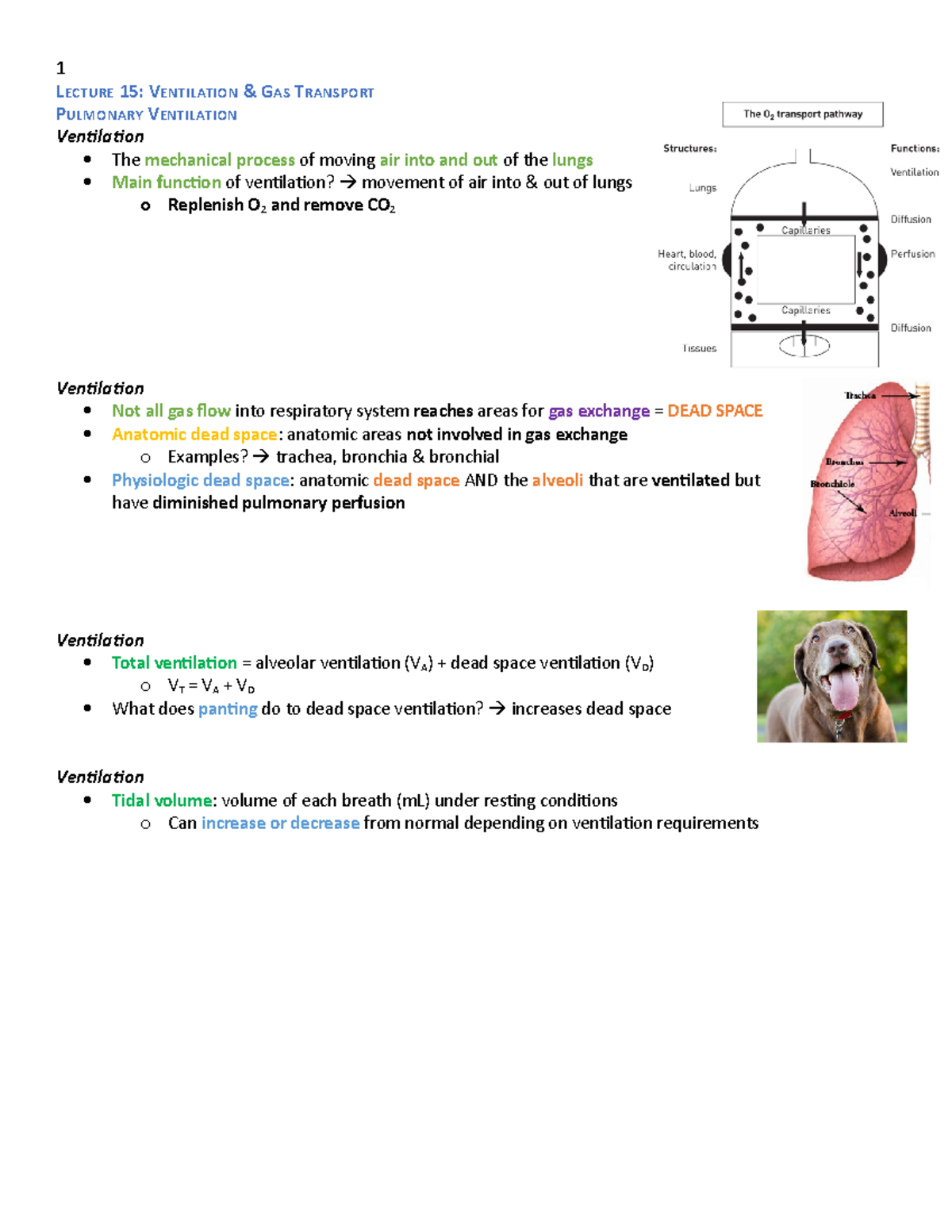Lecture 15- Ventilation GAS Transport - LECTURE 15: VENTILATION & GAS ...