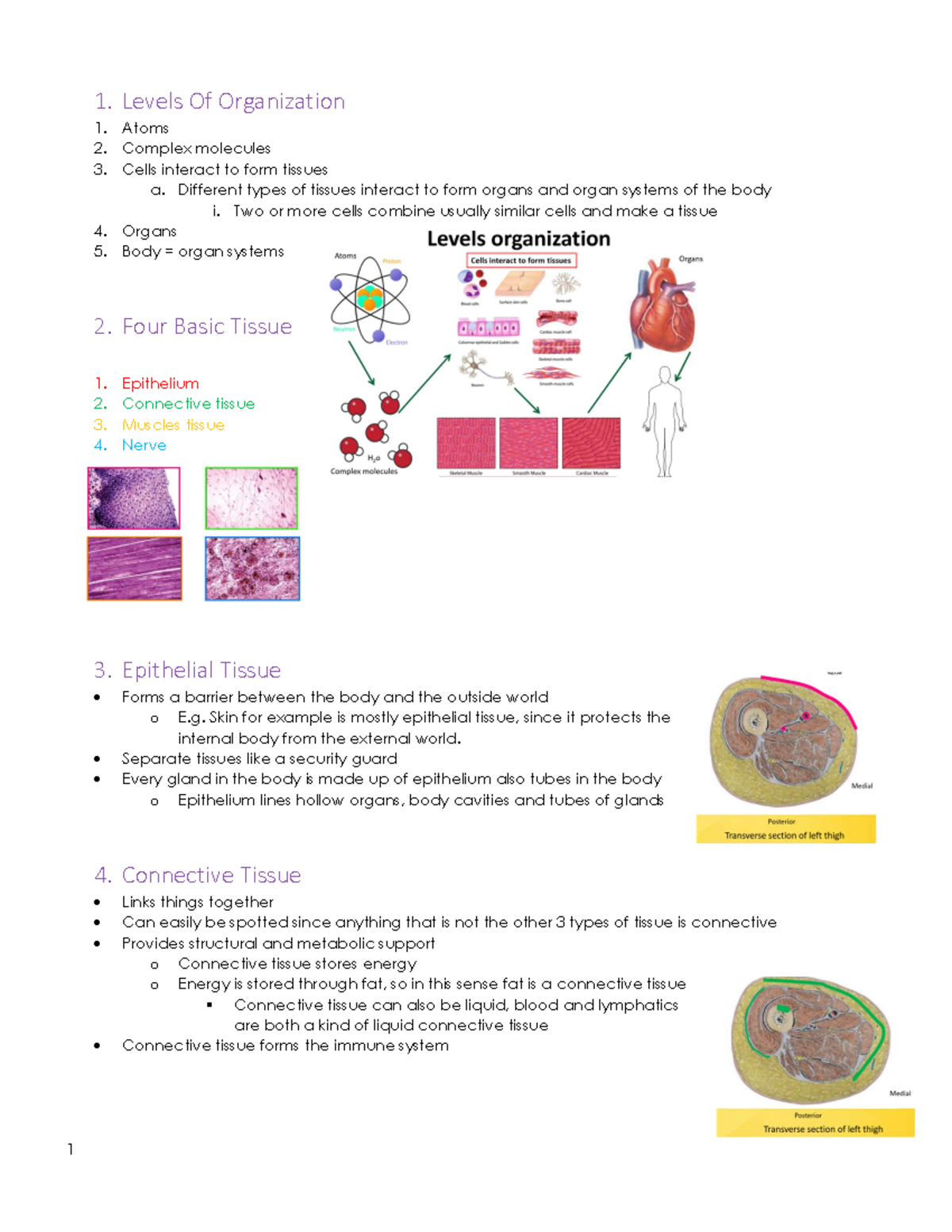 Anatomy Studoc Notes - 1 1. Levels Of Organization Atoms Complex ...
