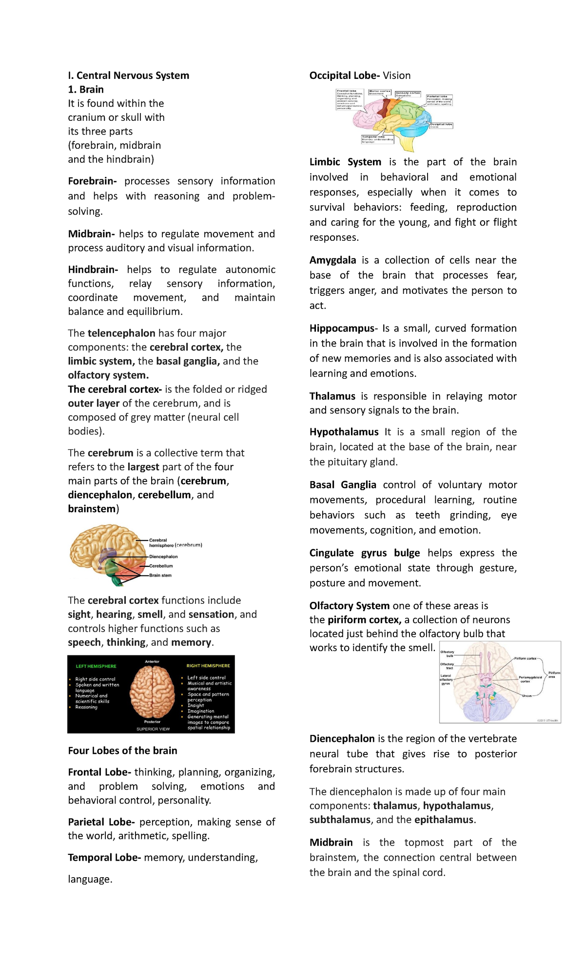 Reviewer (Nervous System) - I. Central Nervous System Brain It is found ...