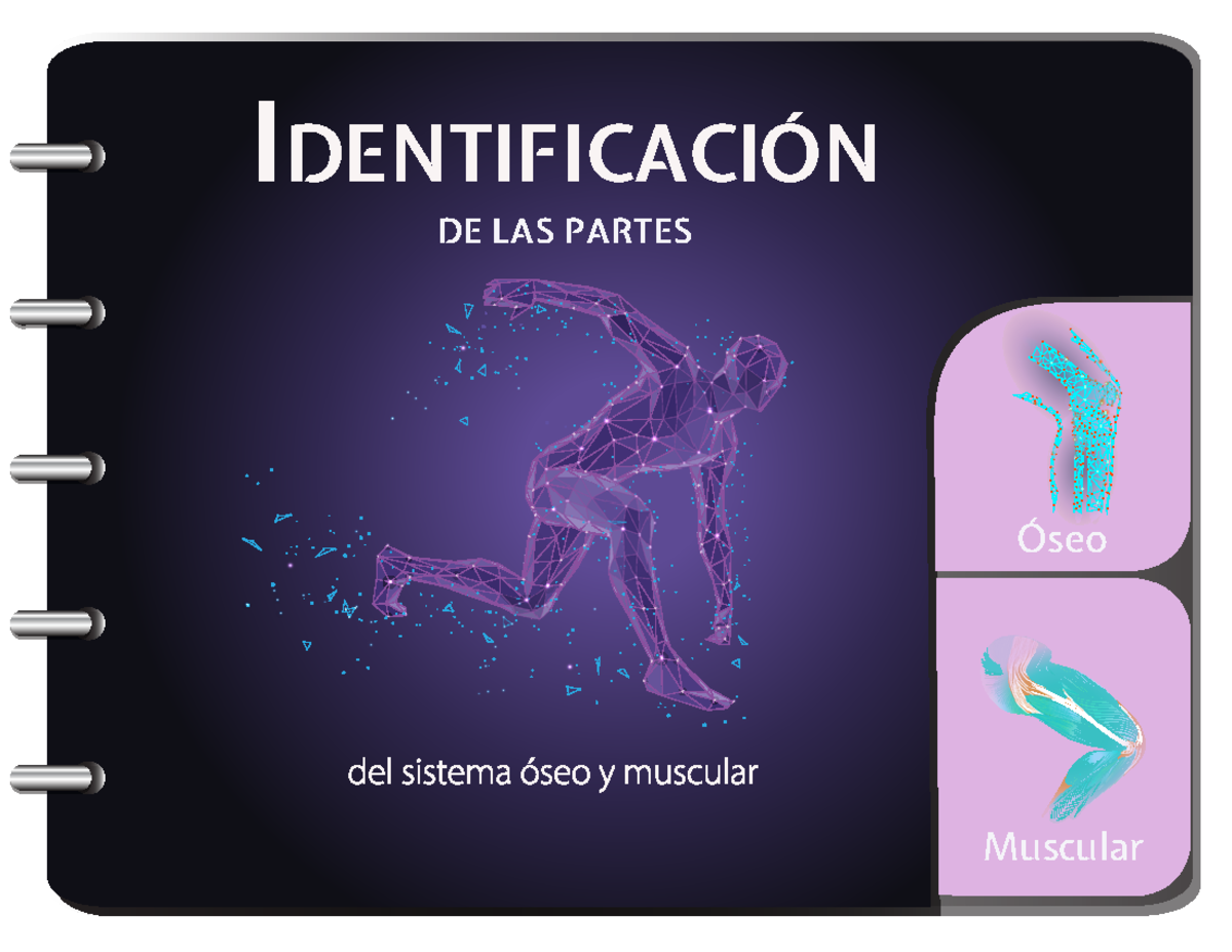 A3 AJNE - EJERCICIO - DE LAS PARTES IDENTIFICACIÓN Óseo Muscular ...