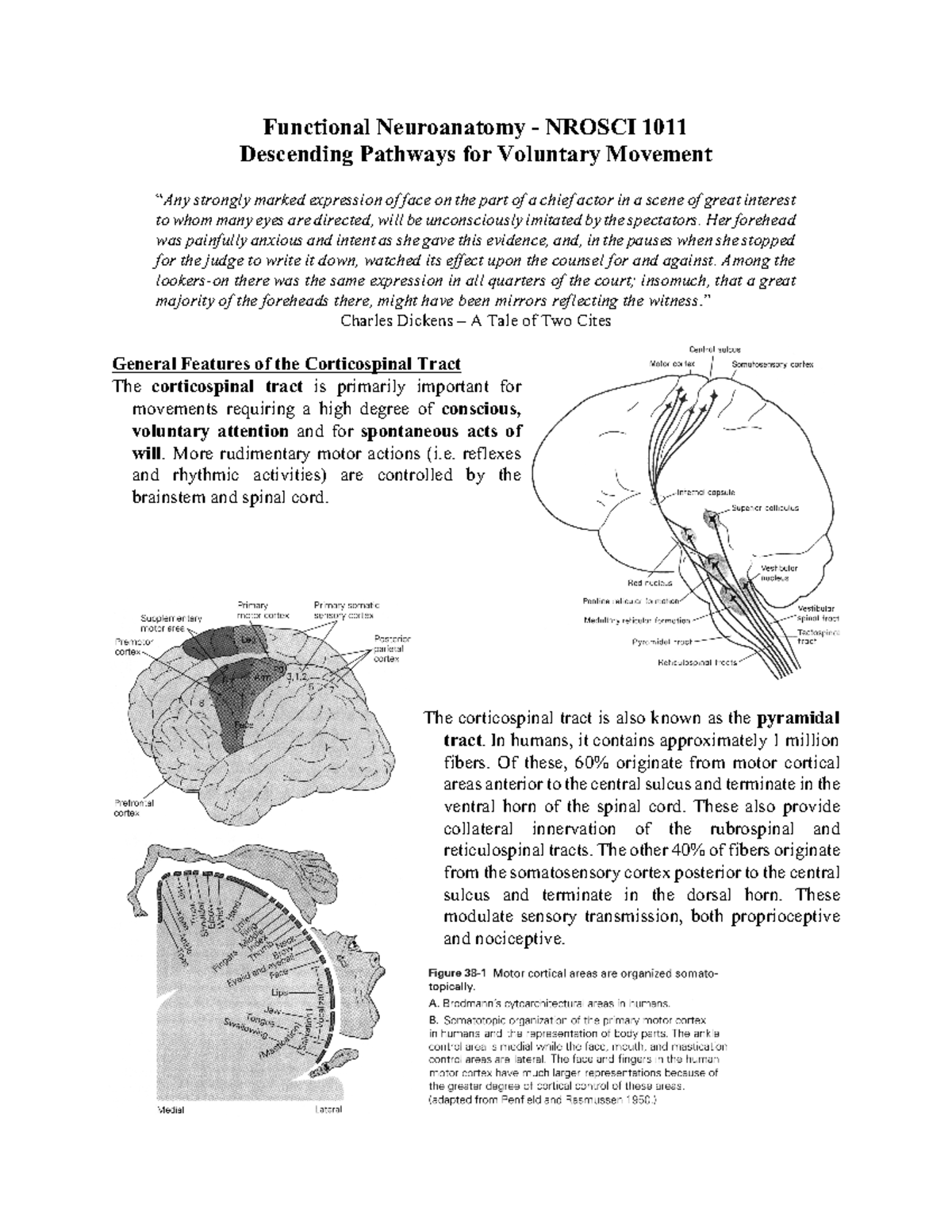 Descending - Dr. Sesack - Functional Neuroanatomy - NROSCI 1011 ...