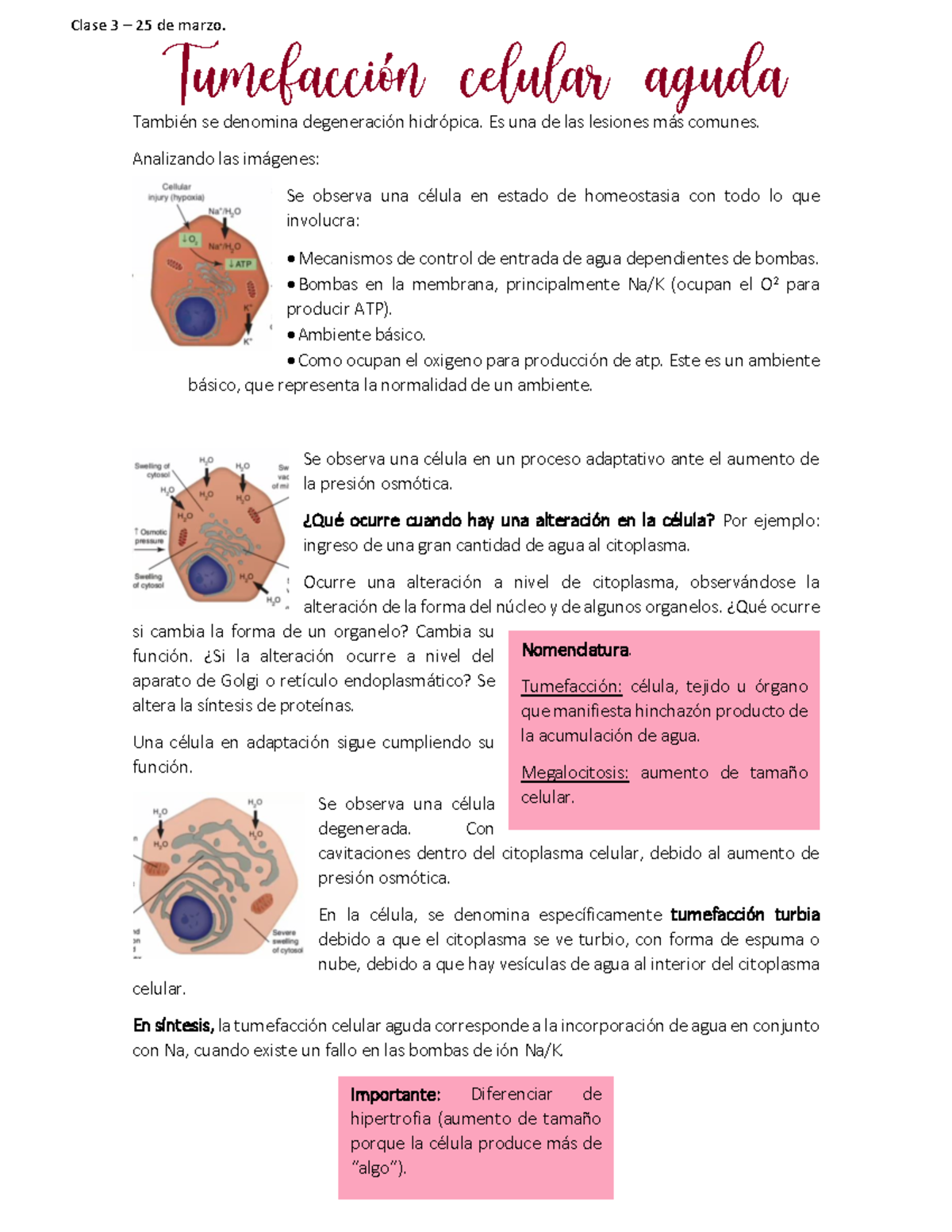 Clase 3 - Tumefacción celular aguda - Tipeo: Javiera Yagode También se ...