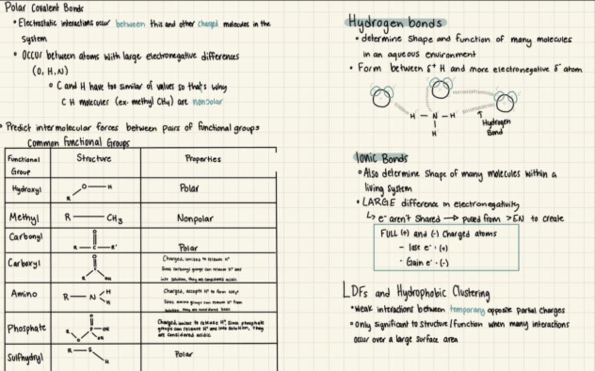 Exam 1 Study Guide Bio 161 - BS 161 - Studocu