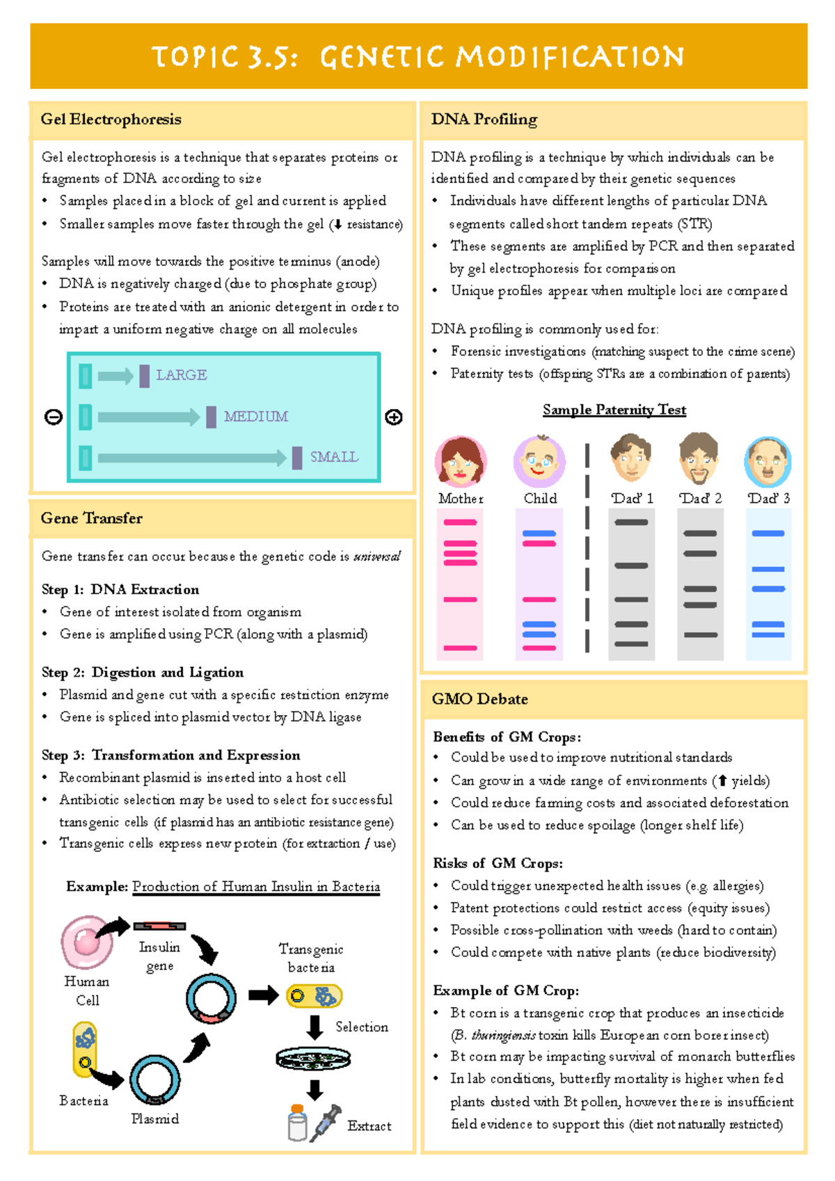 3.5 Genetic Modification - DNA Profiling DNA profiling is a technique ...