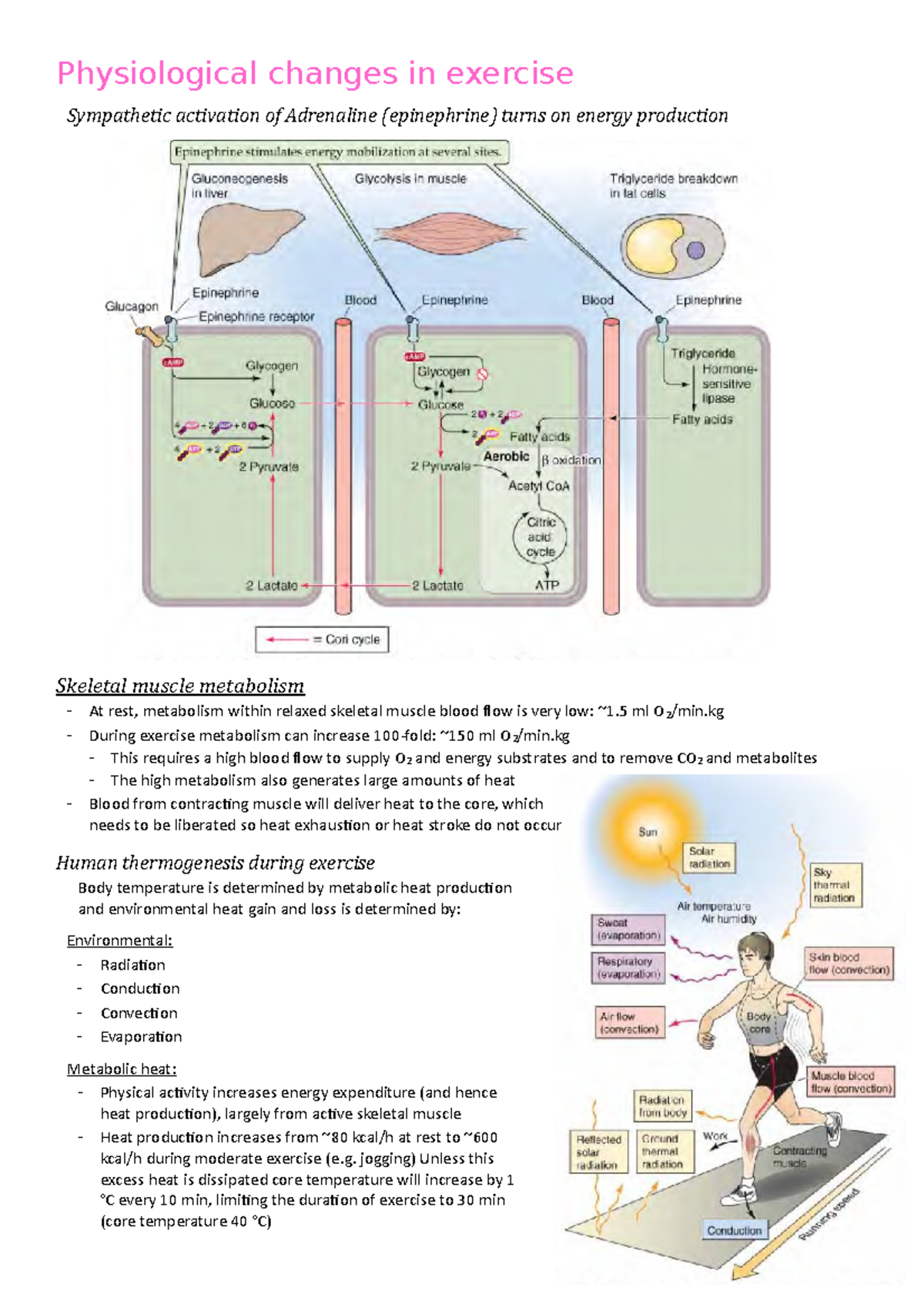 Physiological changes in exercise - Physiological changes in exercise ...