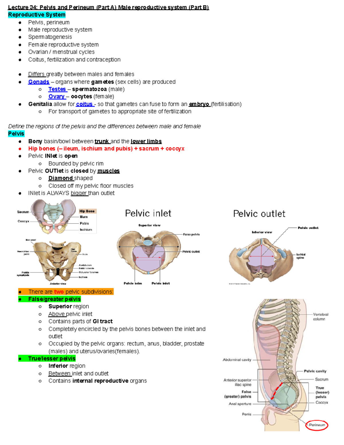 HUBS Mod6 Notes- Reproduction - Lecture 34: Pelvis and Perineum (Part A ...