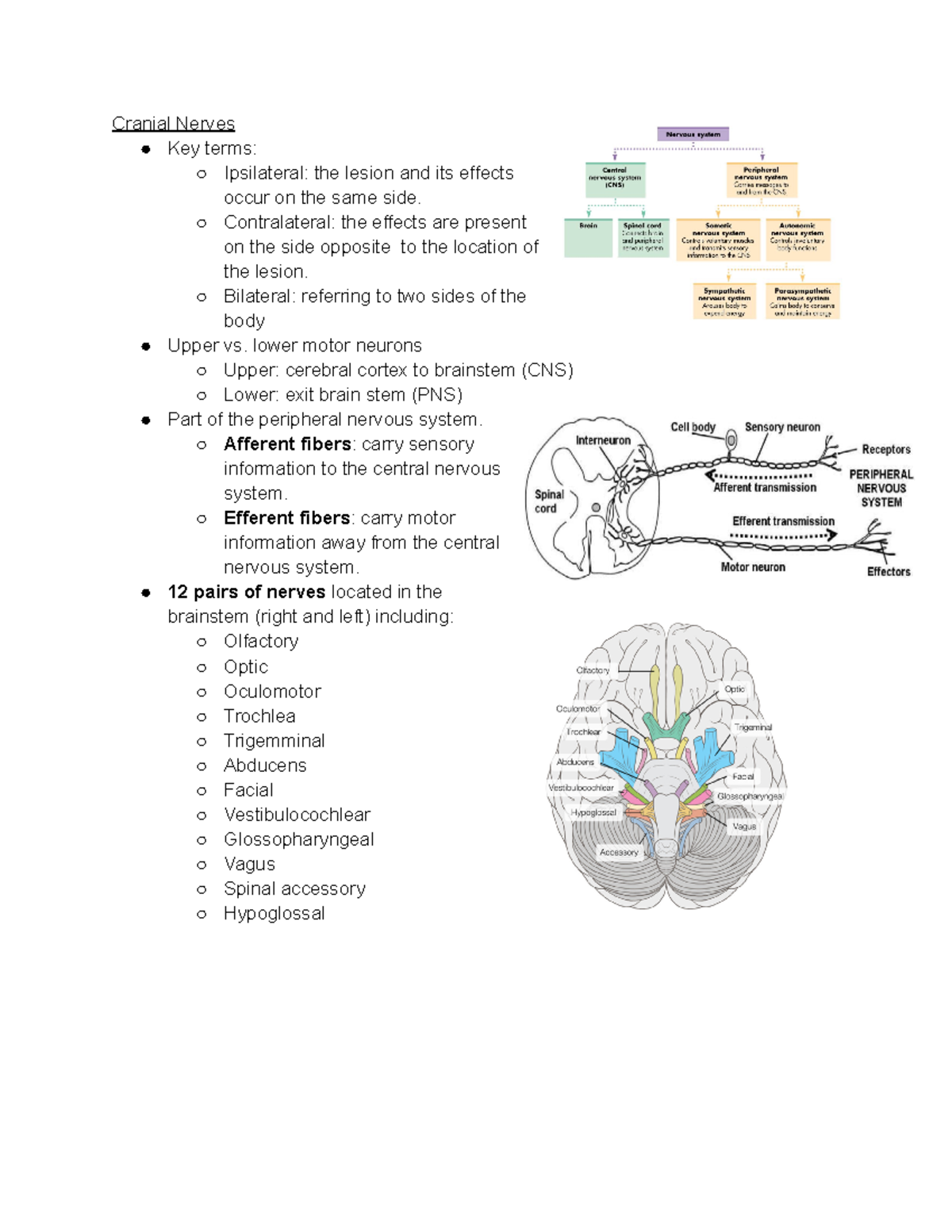 Cranial nerves intro - Cranial Nerves Key terms: Ipsilateral: the ...