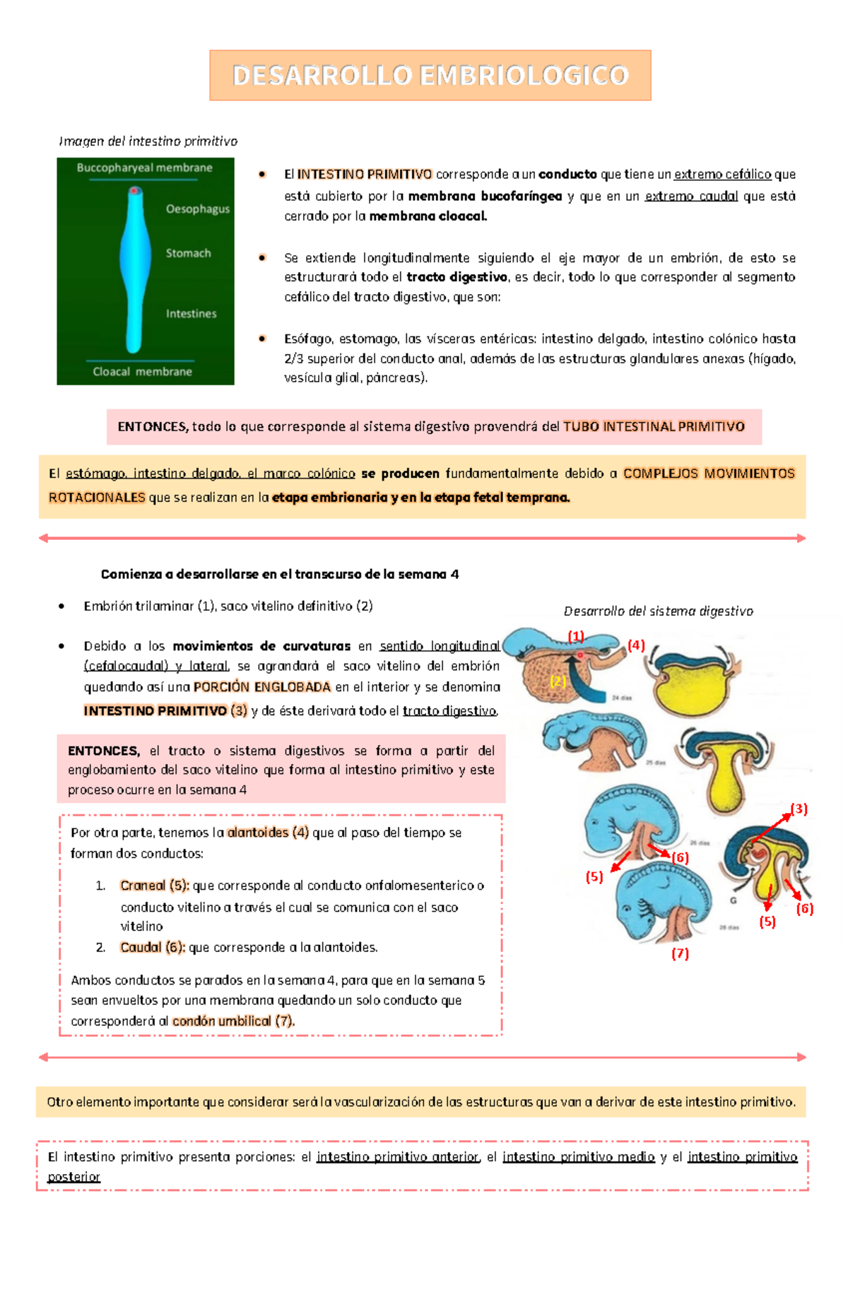 Digestivo parte 1 - DESARROLLO EMBRIOLOGICO Imagen del intestino ...