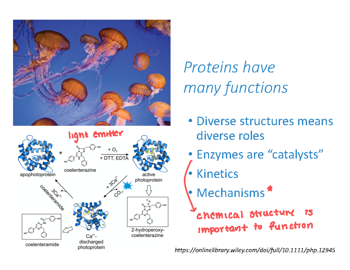 Enzymes In All Their Glory - Proteins have many functions • Diverse ...