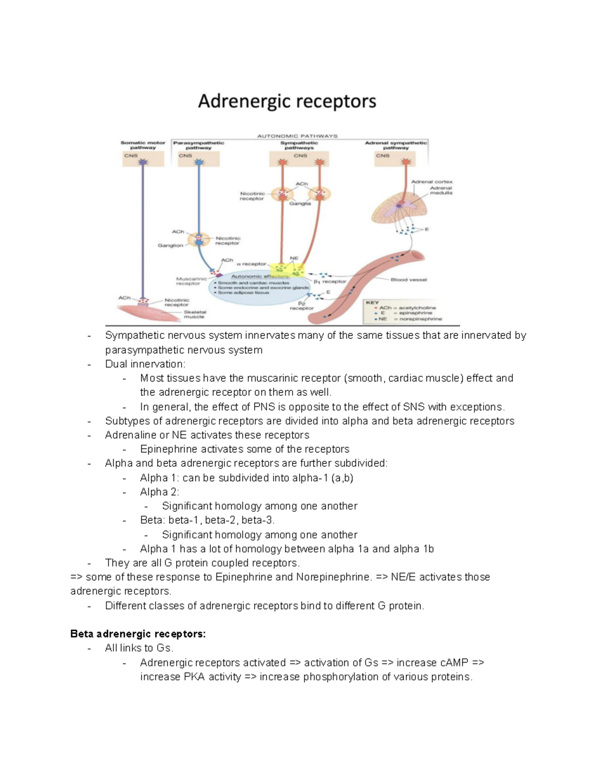 Adrenergic receptors - In general, the effect of PNS is opposite to the ...