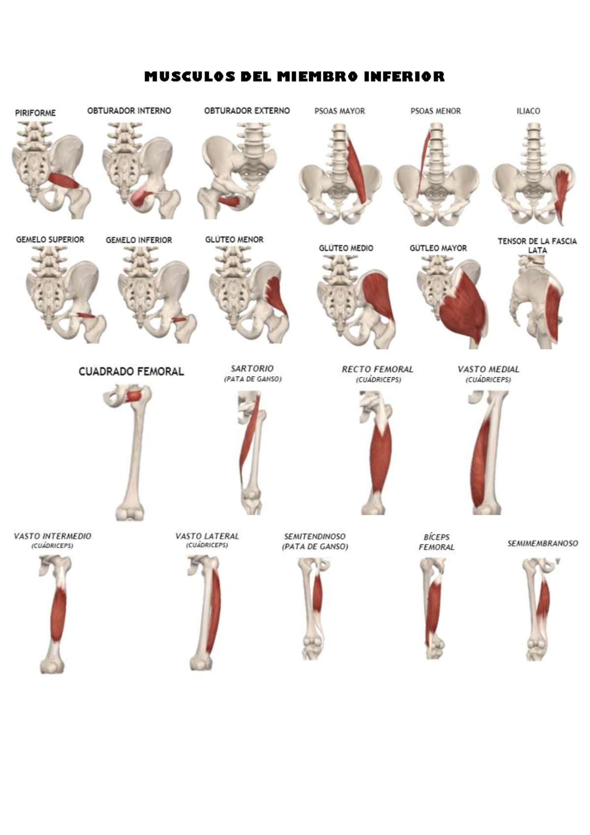 Musculos DEL Miembro Inferior - Anatomia - MUSCULOS DEL MIEMBRO ...