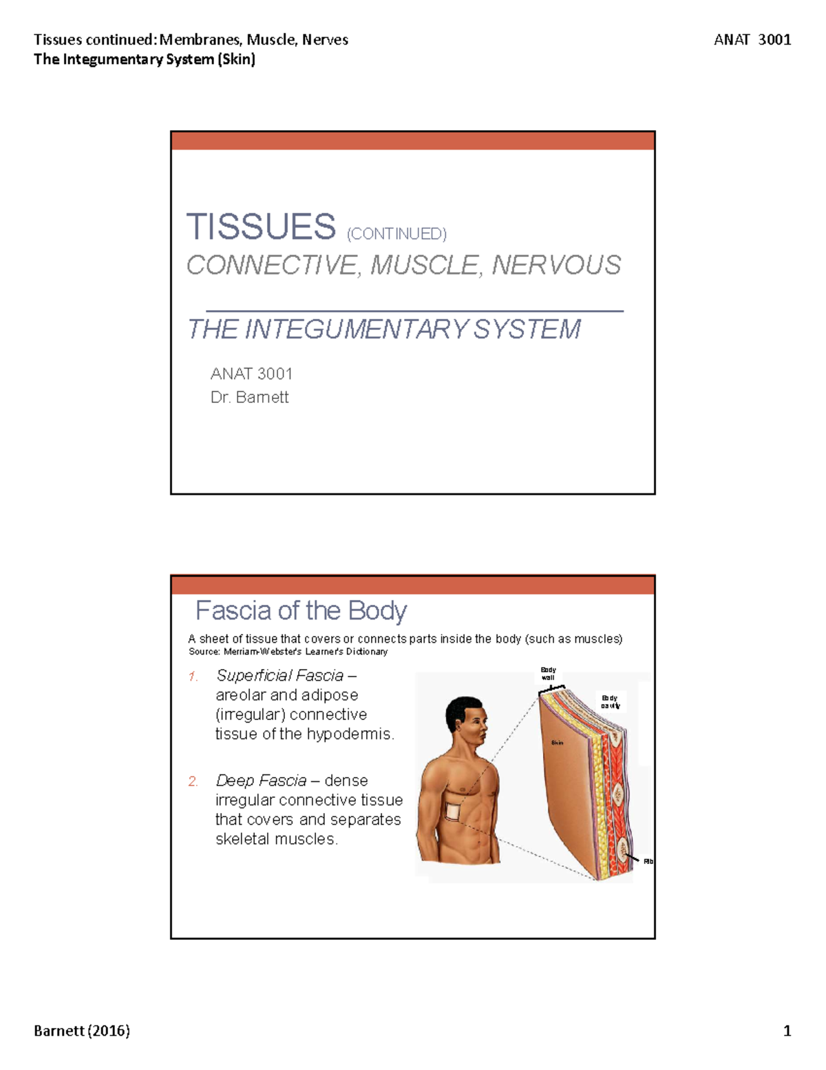 03 Membranes Muscle Nerves Skin 16-2 - Warning: TT: undefined function: 22 The Integumentary ...