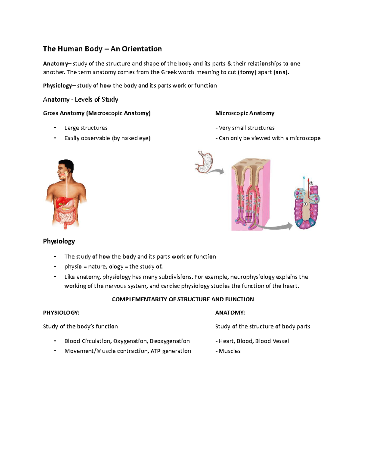 The Human Body - transes, lecture notes, reviewer. - The Human Body ...