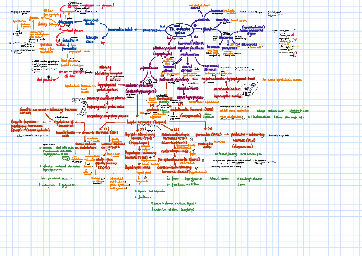 Mindmap of all definitions pt.2 of course - Anatomy and Physiology ...