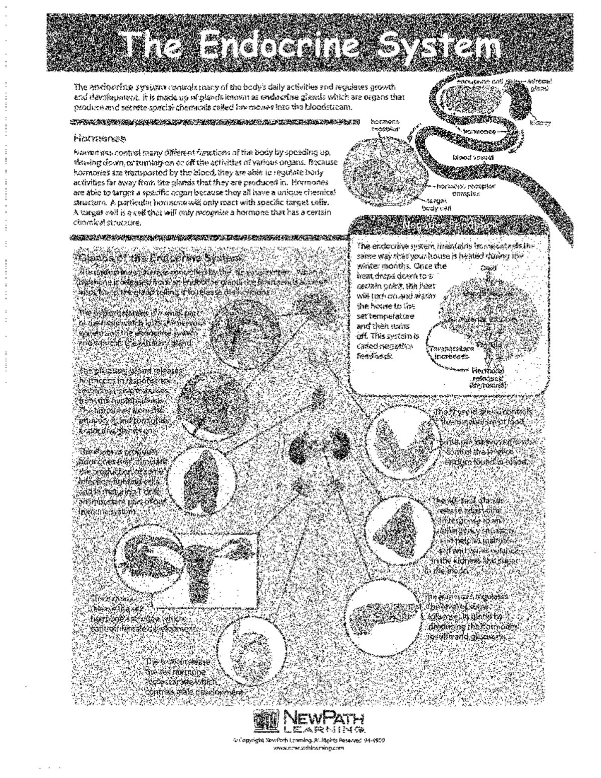 Endocrine system notes - Studocu