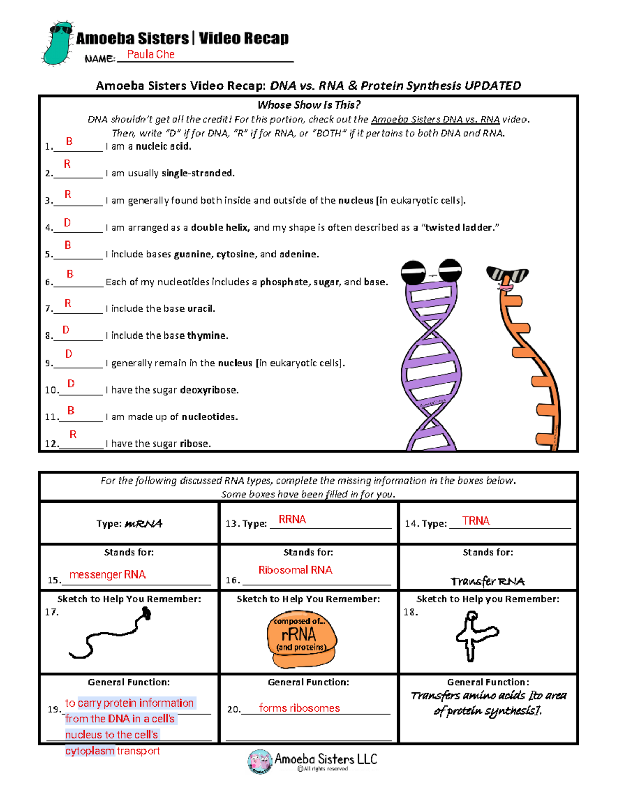 Kami Export - Paula Che - dna vs rna and protein synthesis updated ...