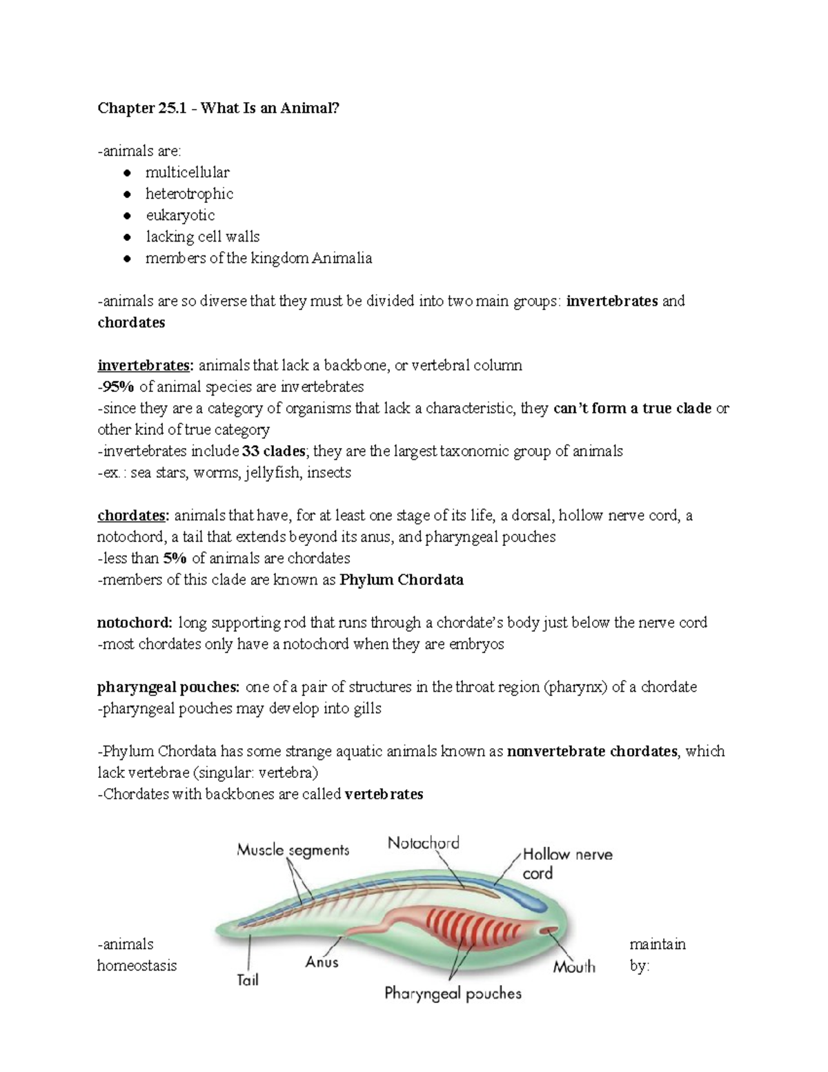 Chapter 25 Notes - Chapter 25 - What Is an Animal? -animals are ...