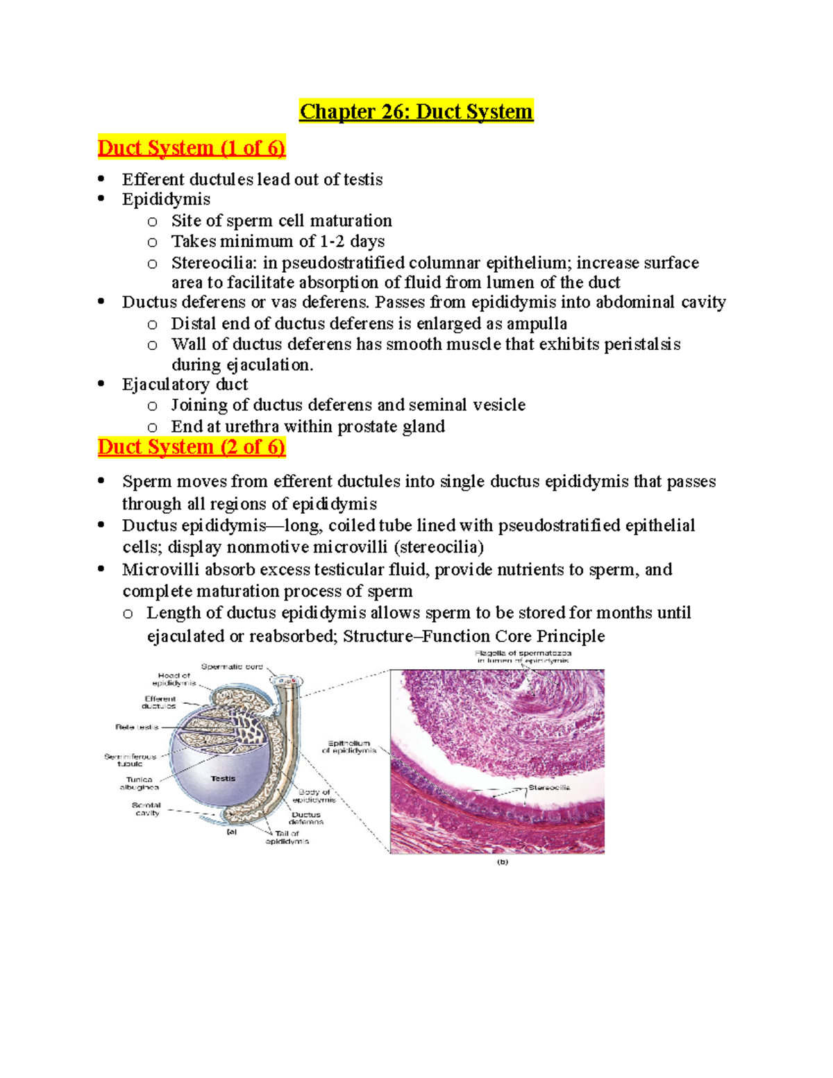 Chapter 26 52 - Mr. Aguilar Class - Chapter 26: Duct System Duct System ...
