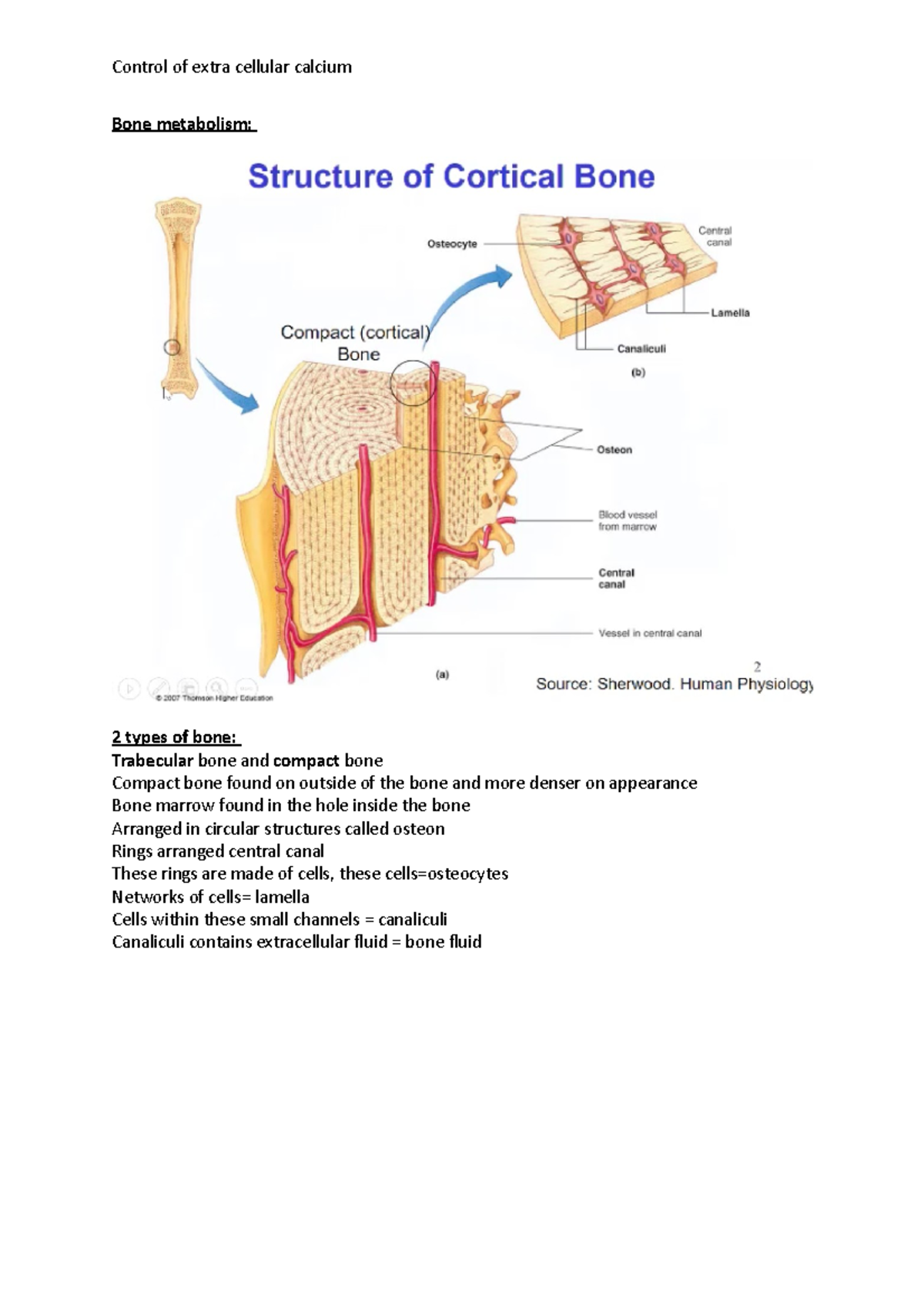 Bone metabolism - Ca2+ - Bone metabolism: 2 types of bone: Trabecular ...