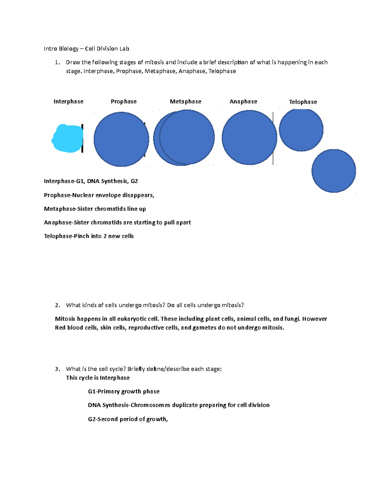 Cell Division - sdcd - Intro Biology – Cell Division Lab 1. Draw the ...