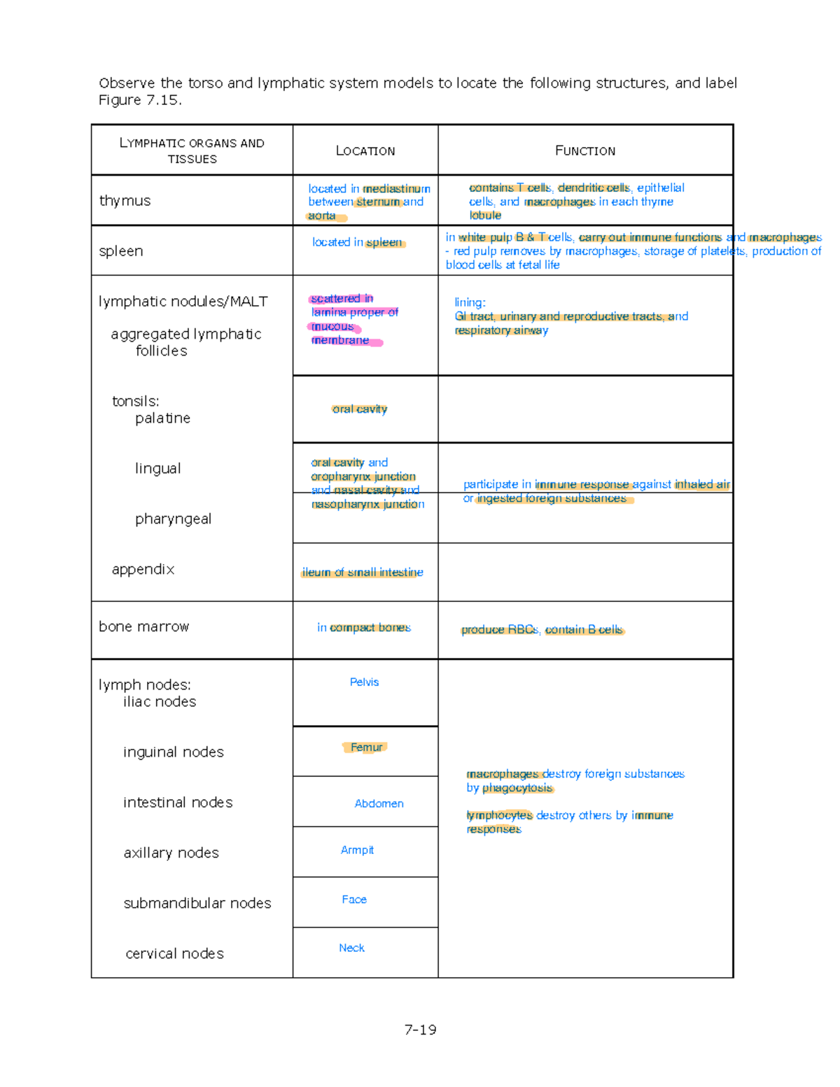 LAB 7 - CVS 9 - Lab 7 - CVS Answer Key - 7- Observe the torso and ...