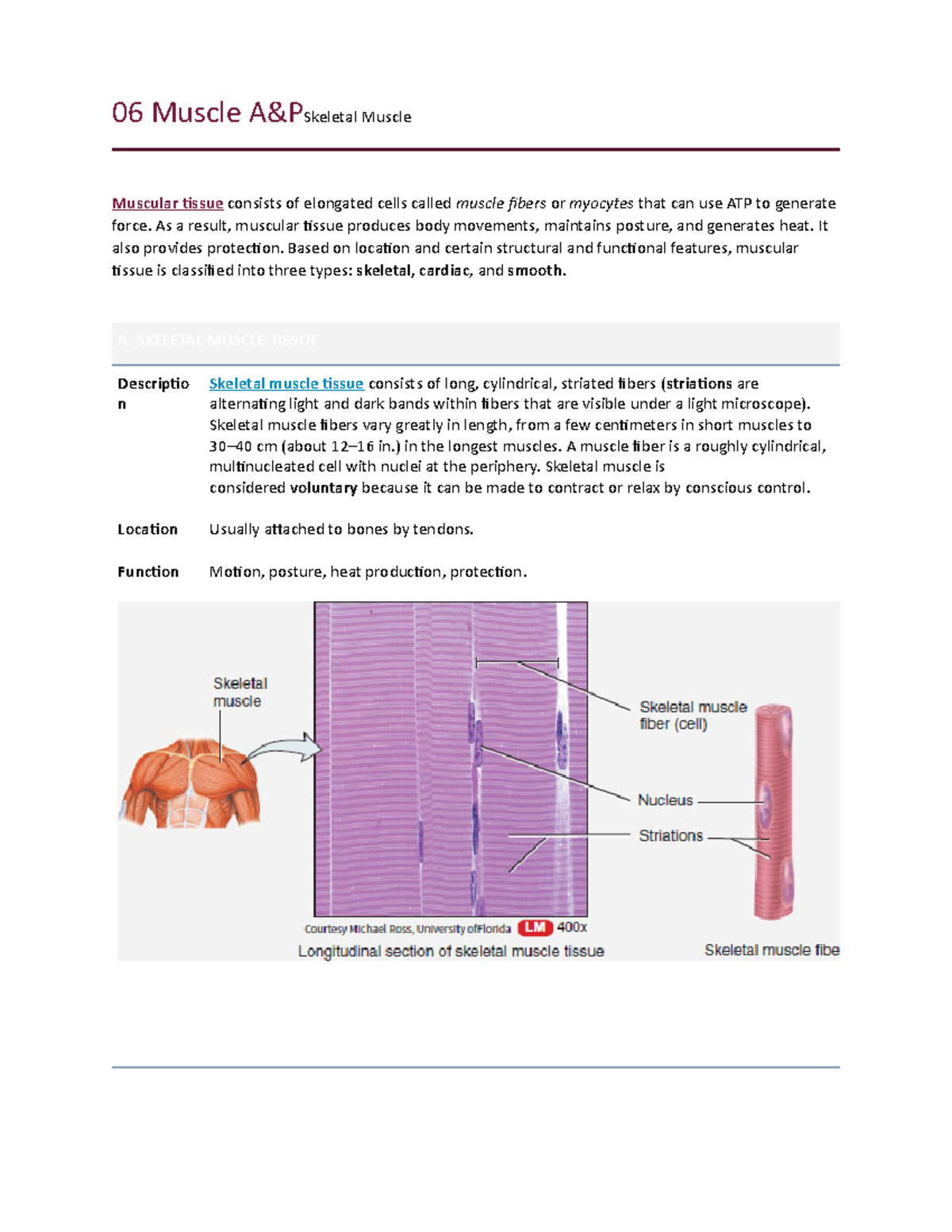 06 Muscle - Lecture notes 6 - 06 Muscle Muscle Muscular tissue consists ...