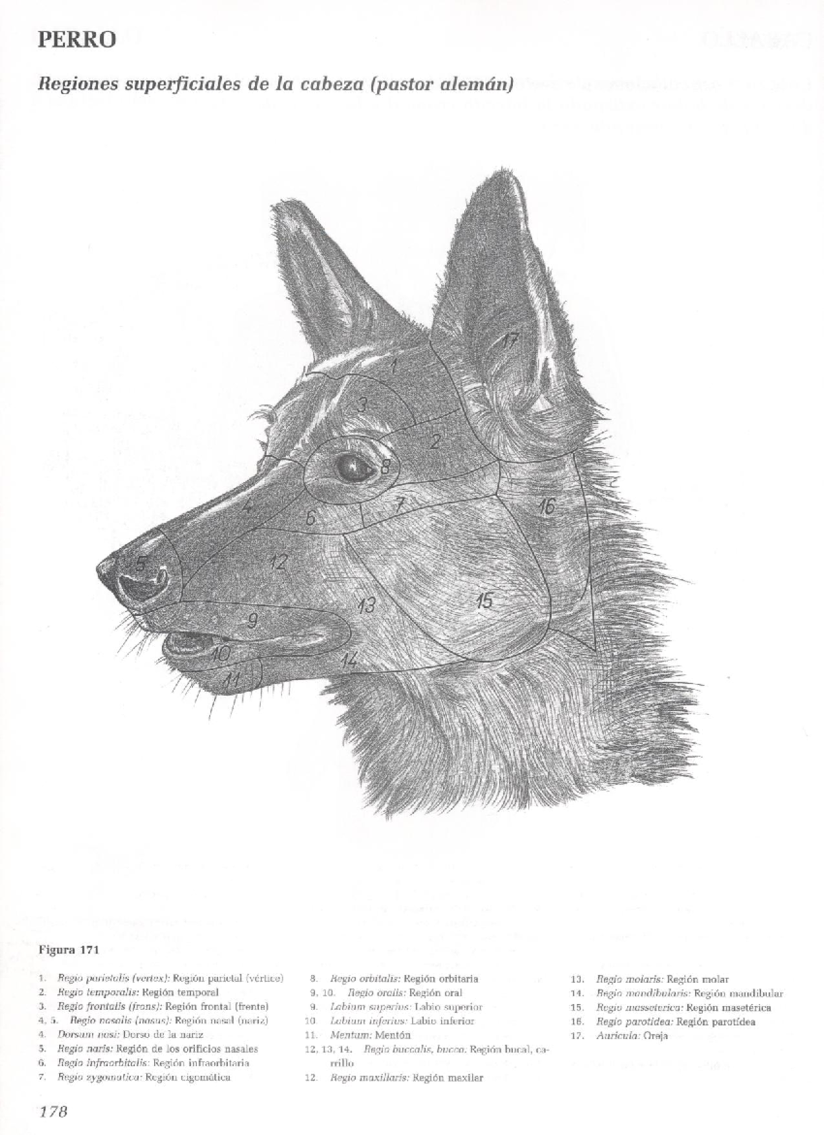 Perro popesko - PERRO Regiones superficiales de la cabeza (pastor ...