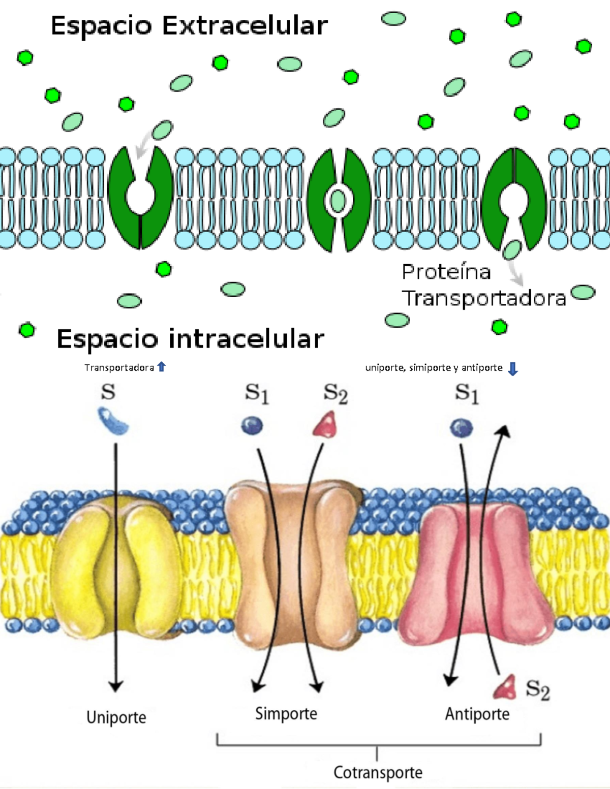 Tipos DE Transporte 1 - tarea - Historia - Transportadora uniporte ...