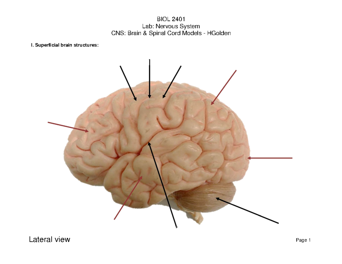 BIOL 2401 Exam 4 Nervous System Lab Practice CNS HGolden - BIOL 2401 Lab: Nervous System CNS ...