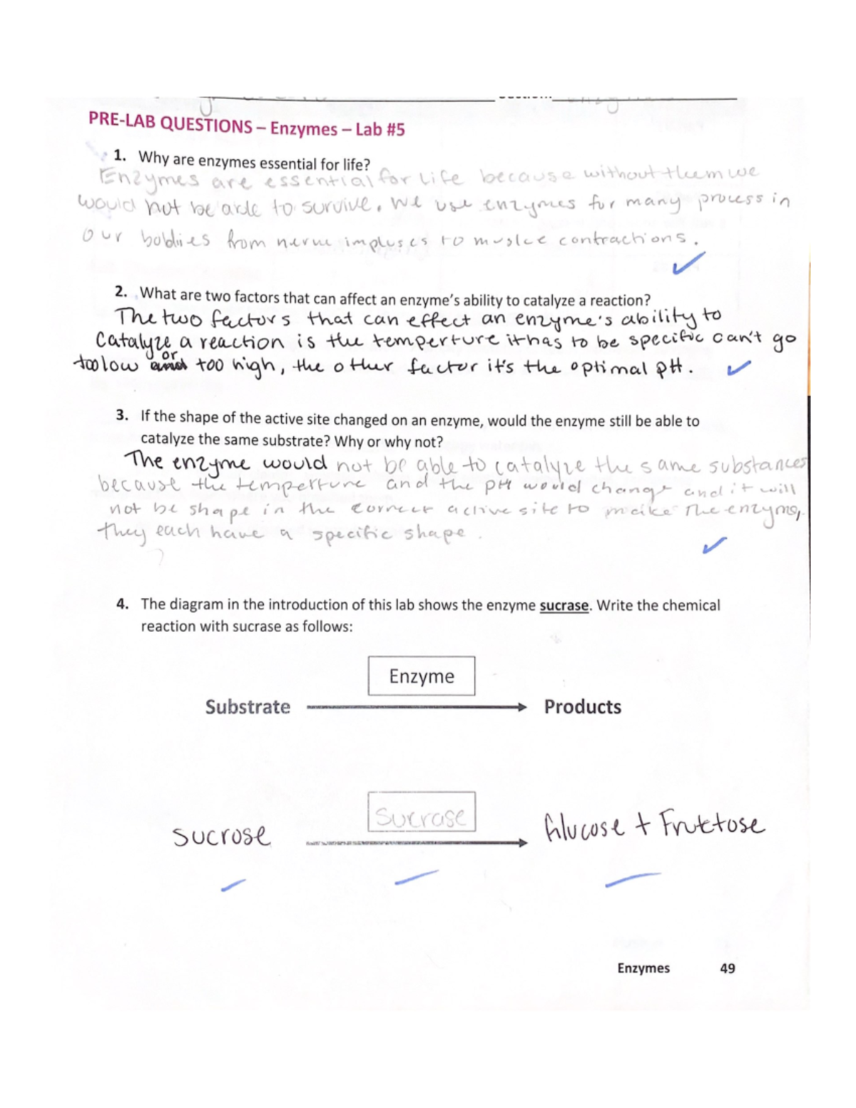 Enzymes Lab#5 - Pre and post lab question includes also the data collection - Enzymes Lab 1. Why ...
