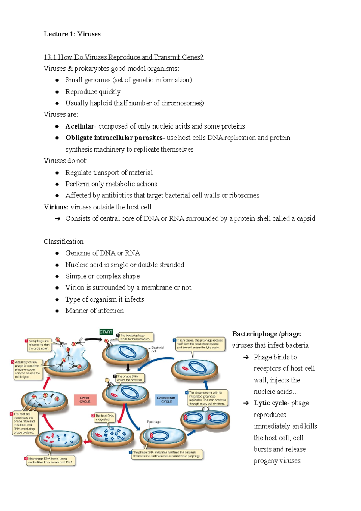 Biology Notes 1 - Lecture 1: Viruses 13 How Do Viruses Reproduce and ...