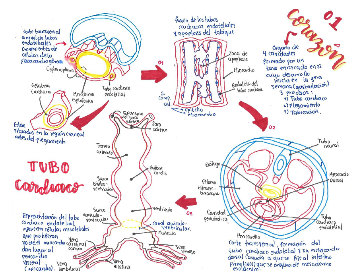 Formación del corazón - Embriología - Studocu
