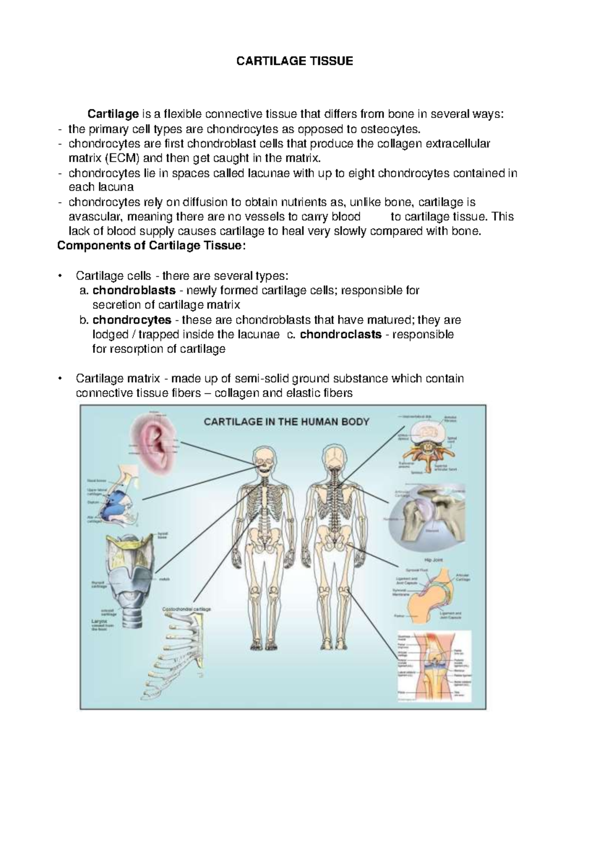 Cartilage Tissue - Lecture notes 3 - CARTILAGE TISSUE Cartilage is a ...