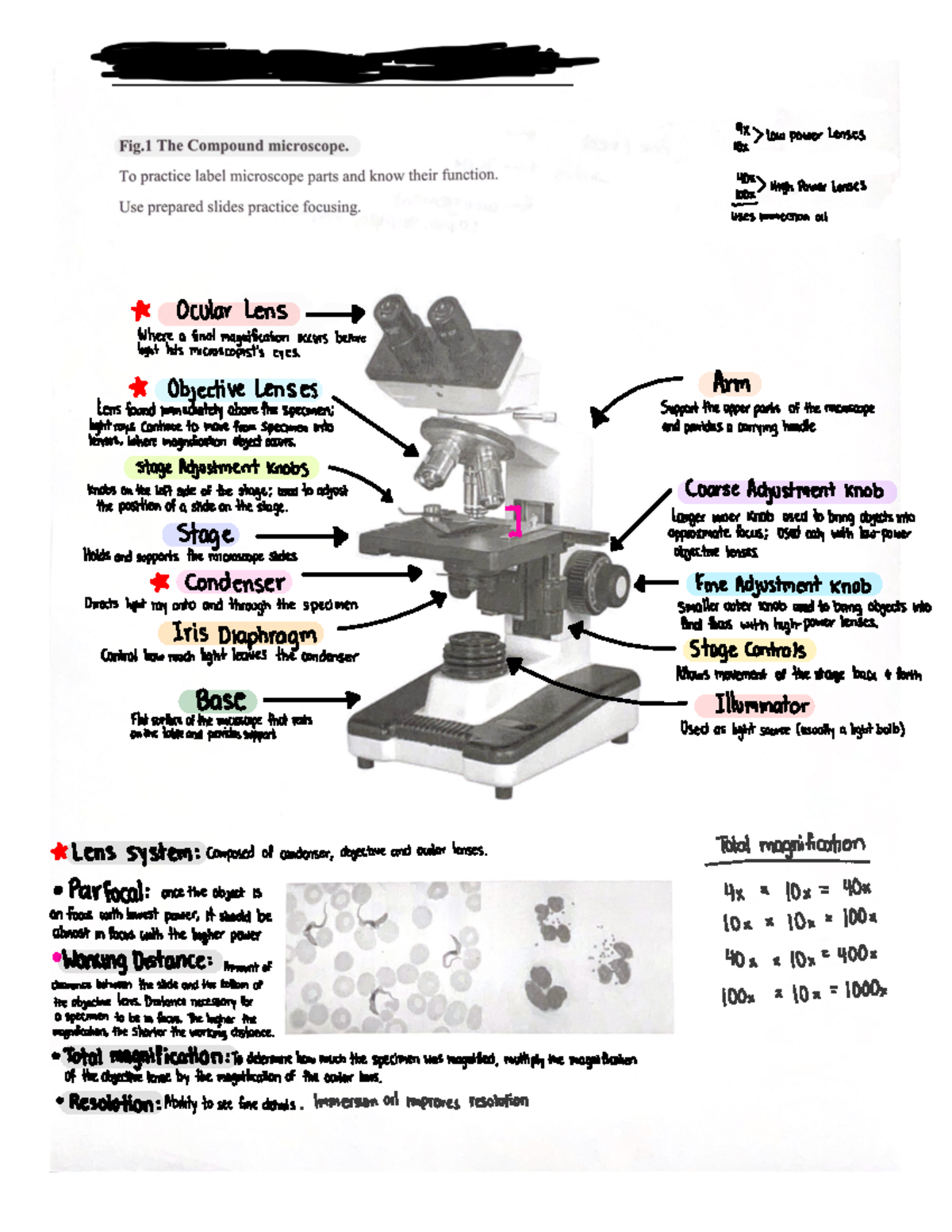 Lab Microscope Label - Camila Valles Rodriguez Section - O °°? > - ⑰ Y ...