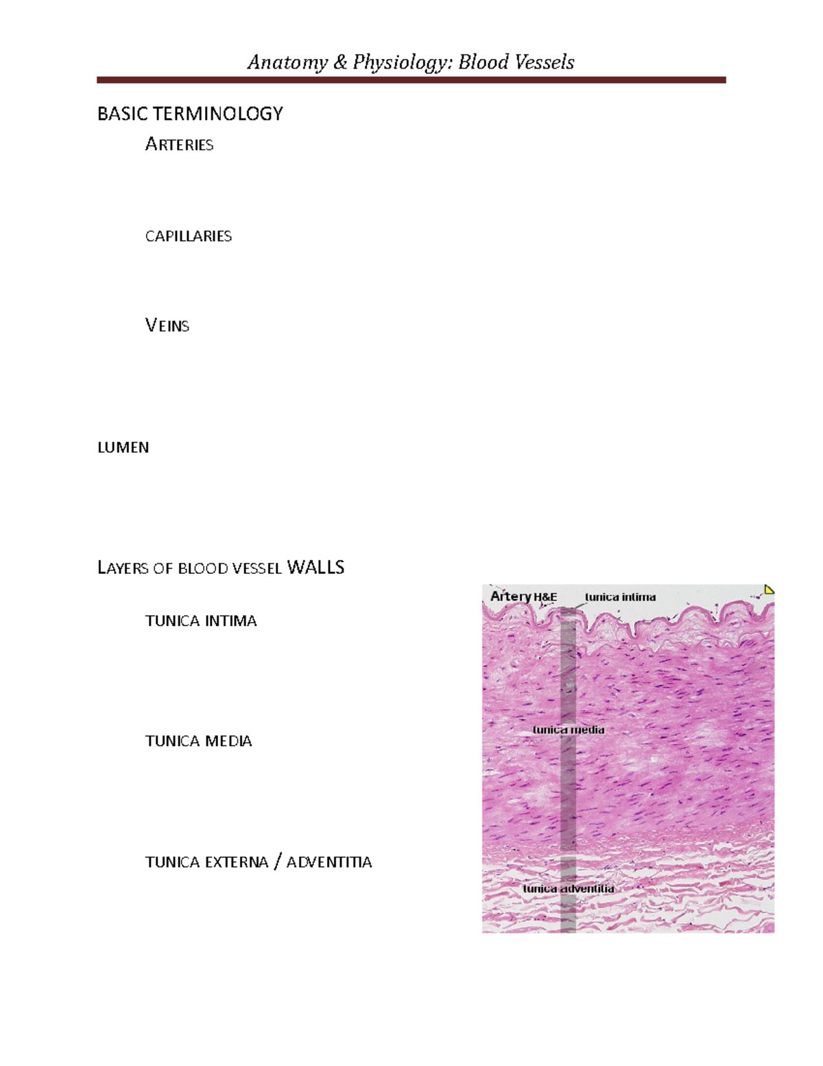 18. Blood Vessels outline Template - BASIC TERMINOLOGY ARTERIES ...